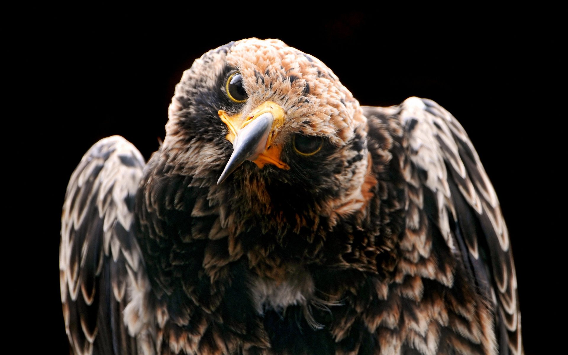 Majestic Eagle HD Wallpaper | 3556x2223 | Wallpaper Abyss