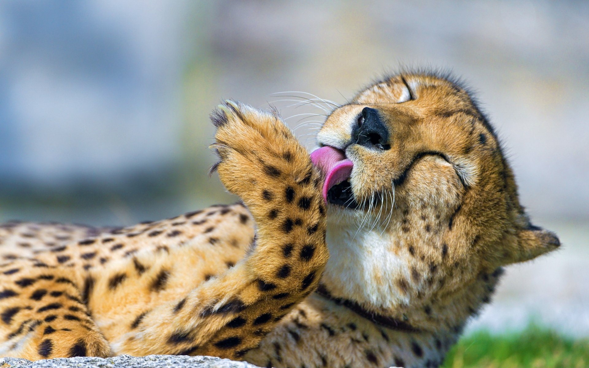 Graceful Cheetah HD: Wild Beauty in Every Detail | 2560x1600 ...