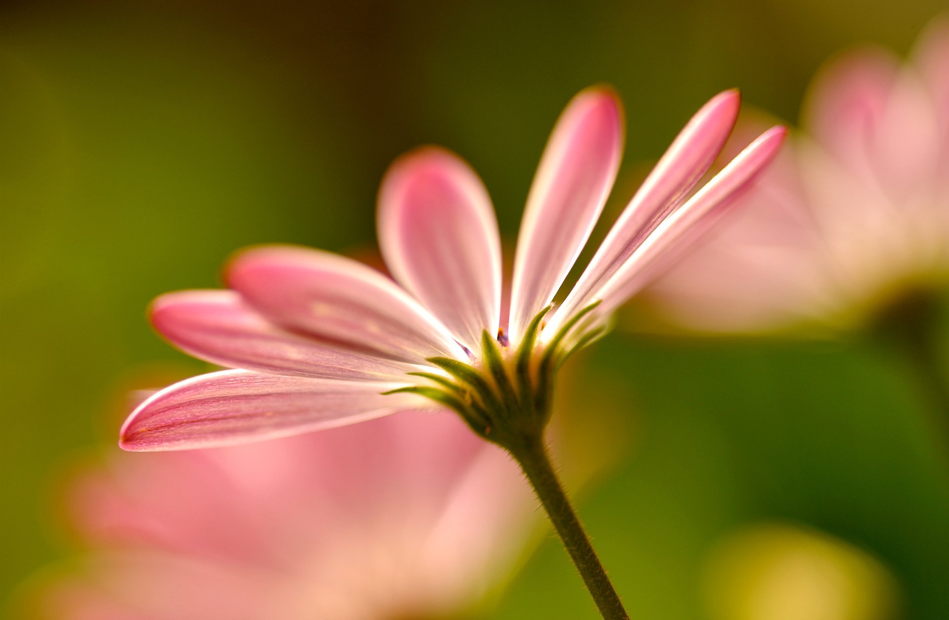 Flower HD Wallpaper