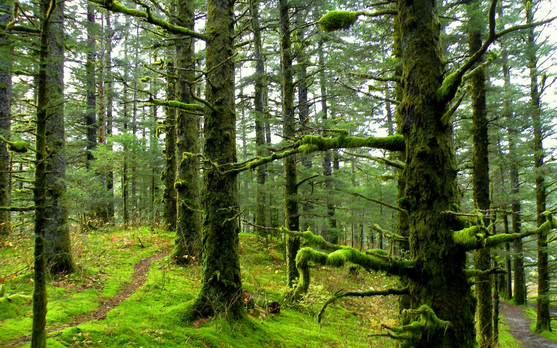 Nature Forest HD Wallpaper