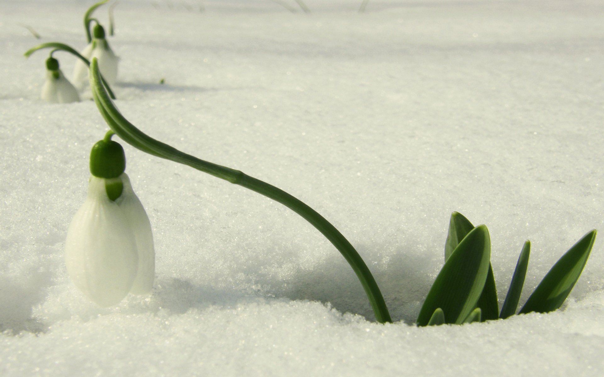 Download Flower Nature Snowdrop HD Wallpaper