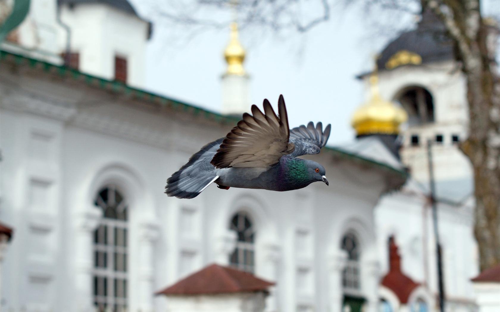 Racing Pigeon Wallpaper Pigeons