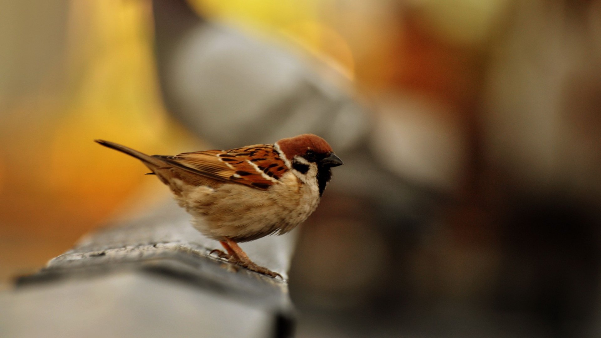 Download Animal Bird HD Wallpaper | 2560x1440 | Wallpaper Abyss