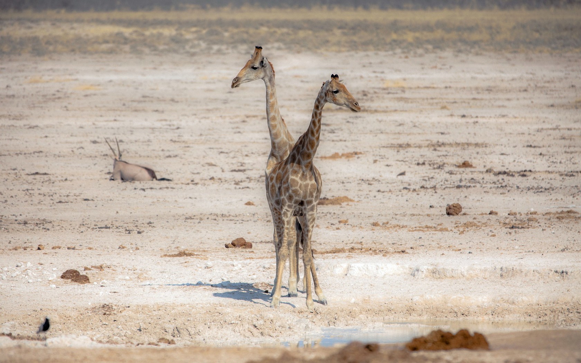 Download Animal Giraffe HD Wallpaper