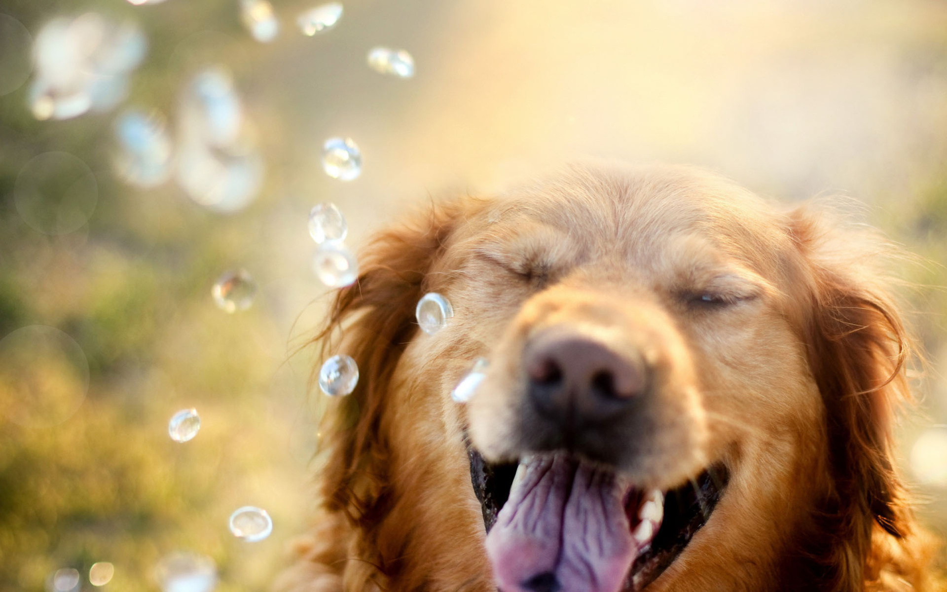 Download Animal Dog HD Wallpaper