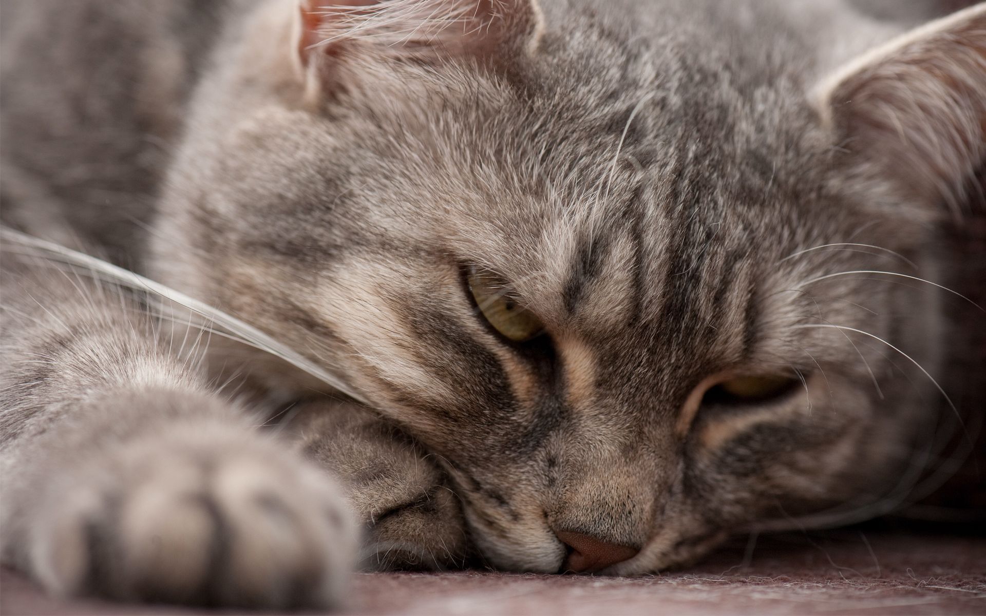 Download Animal Cat HD Wallpaper