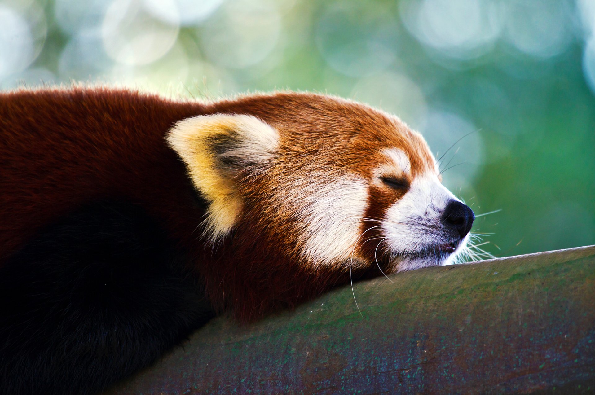 Download Animal Red Panda HD Wallpaper
