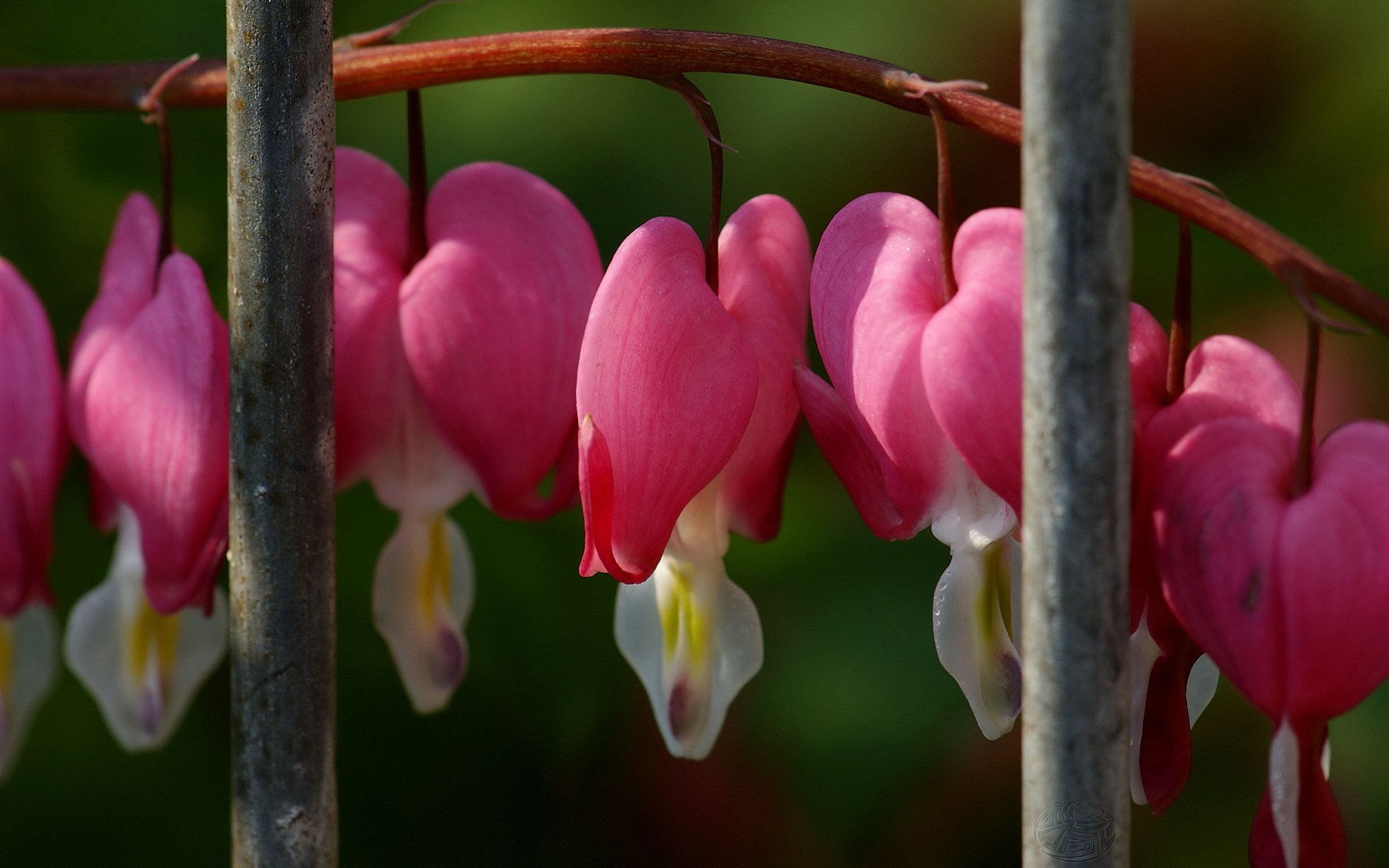 Bleeding Heart HD Wallpaper