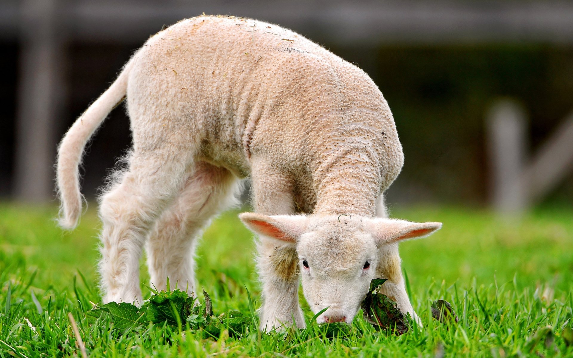 Download Animal Sheep HD Wallpaper