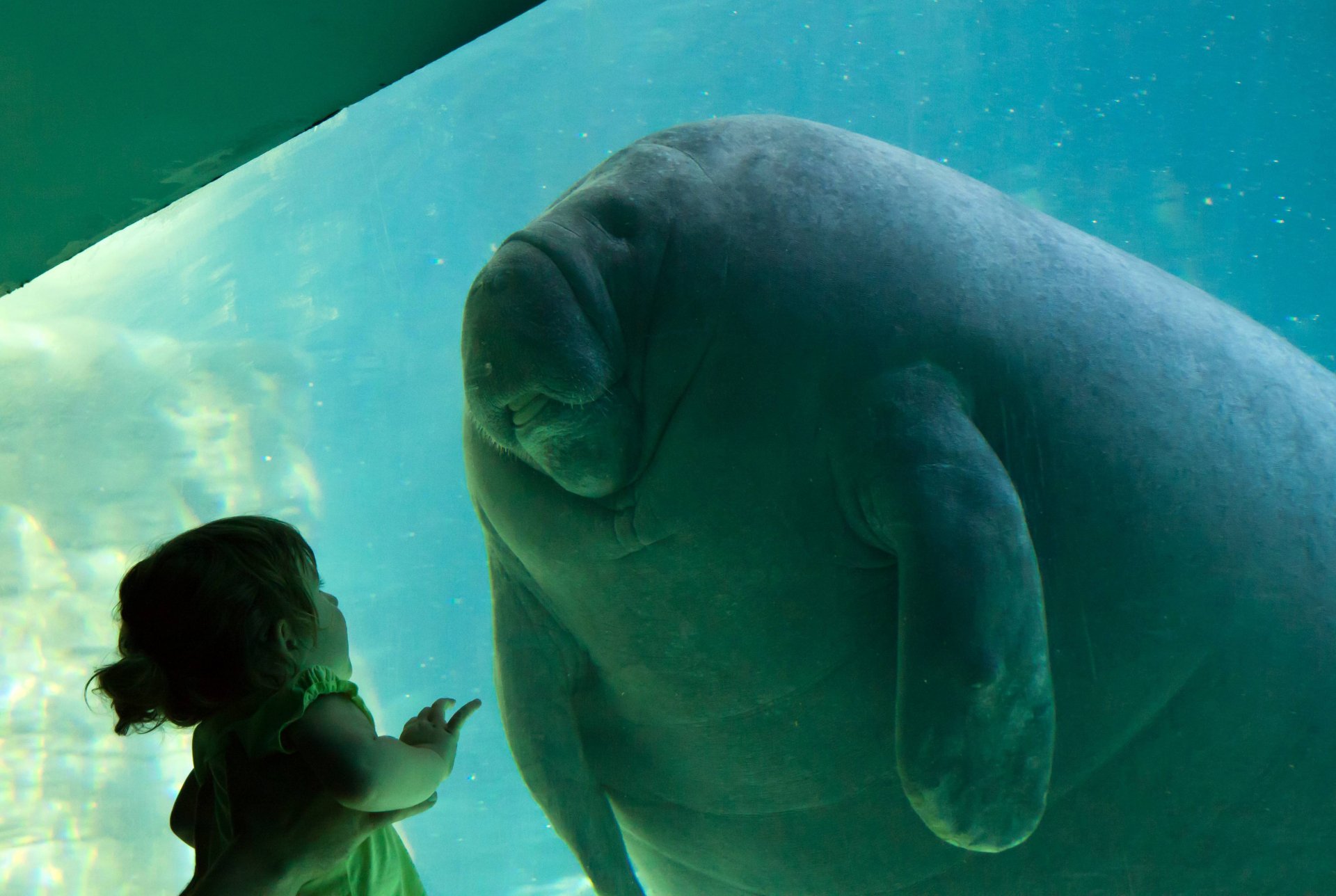 Majestic Manatee: 4K Ultra HD Underwater Wonder