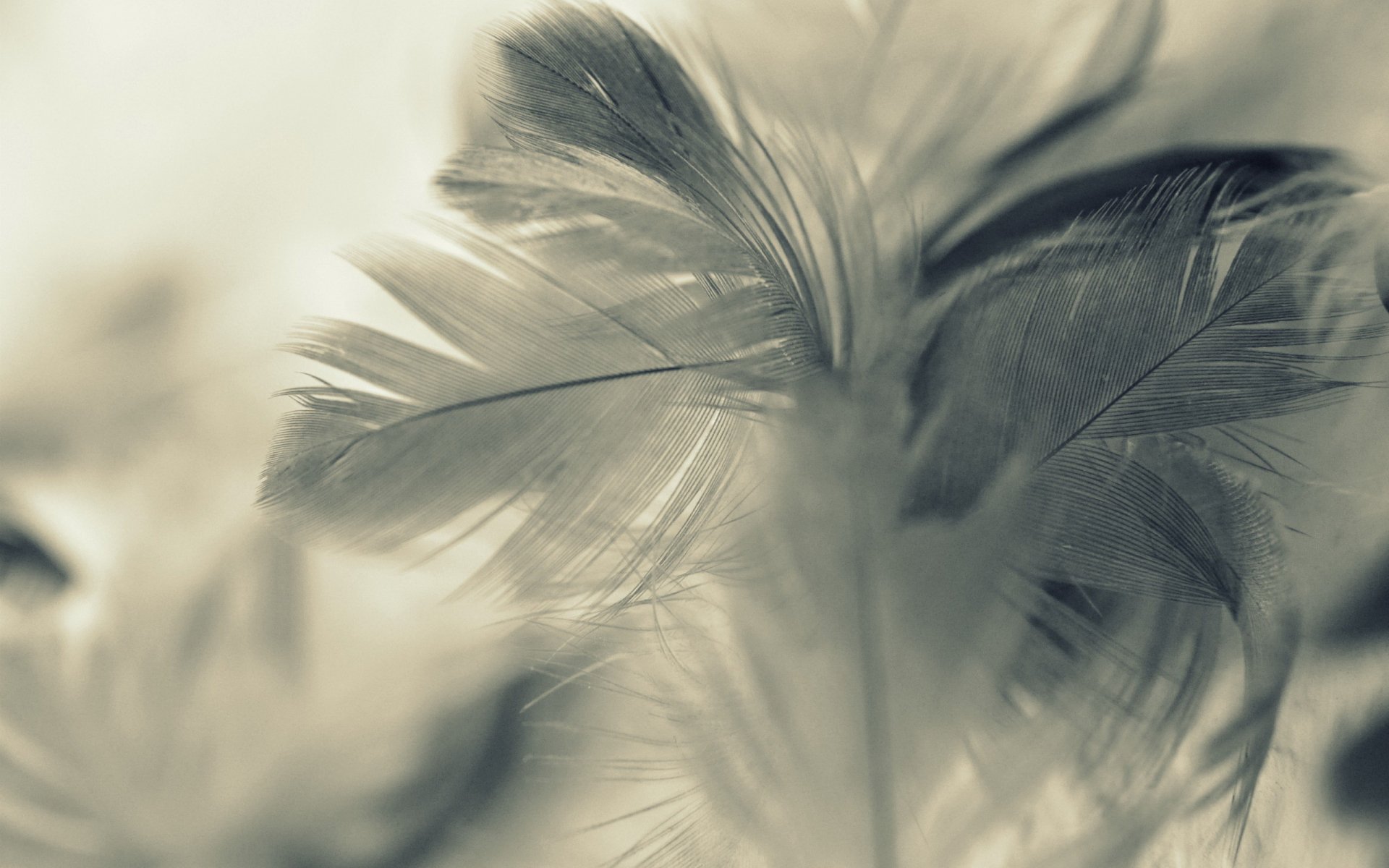 Download Photography Feather HD Wallpaper
