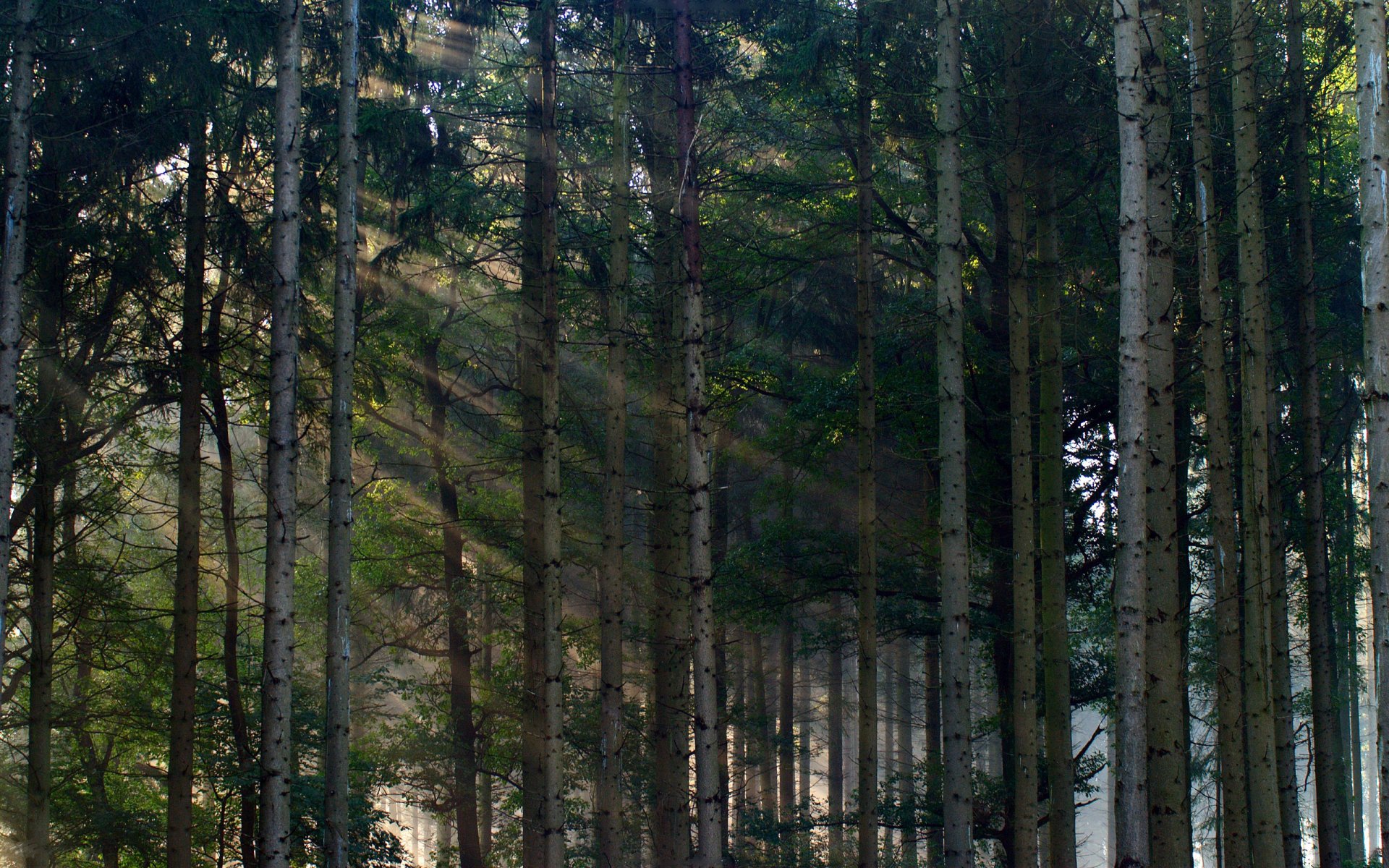 Download Nature Forest HD Wallpaper | 2560x1600 | Wallpaper Abyss