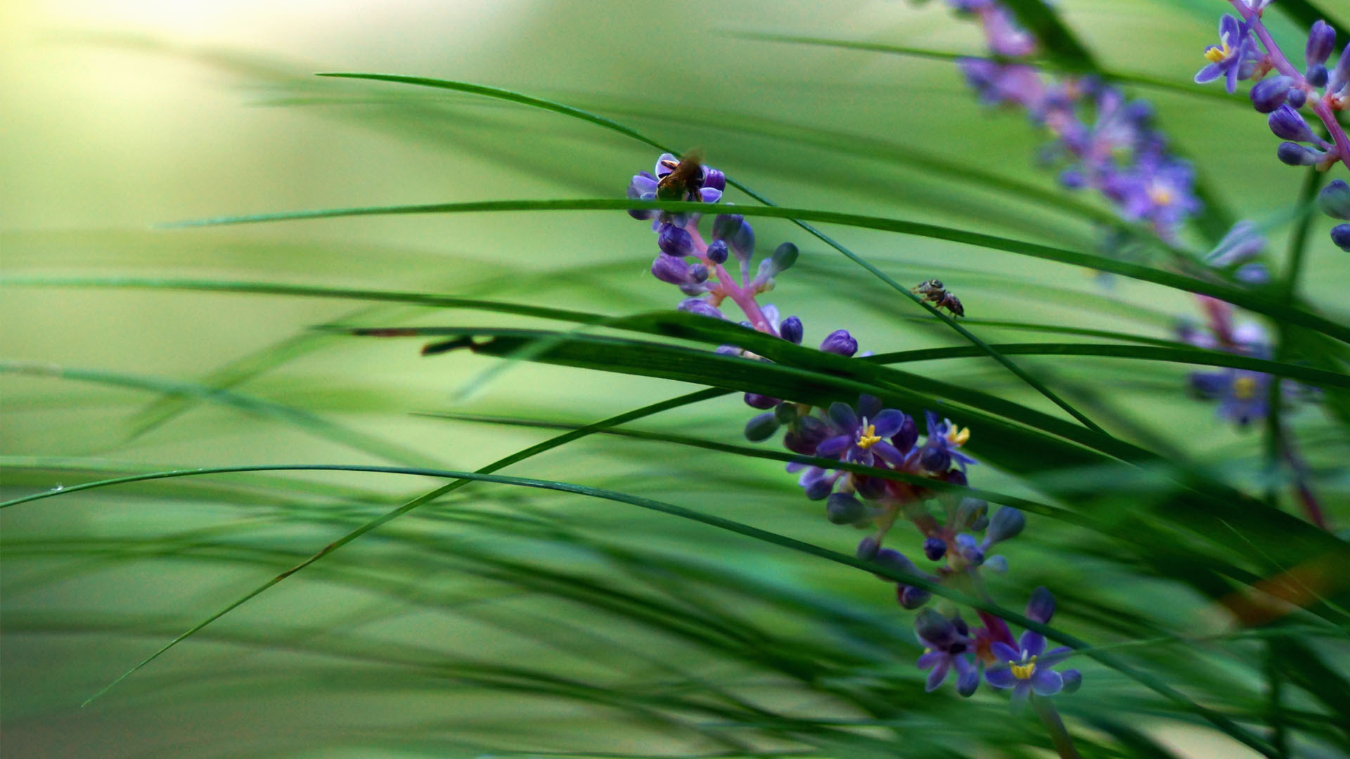 Download Nature Plant HD Wallpaper