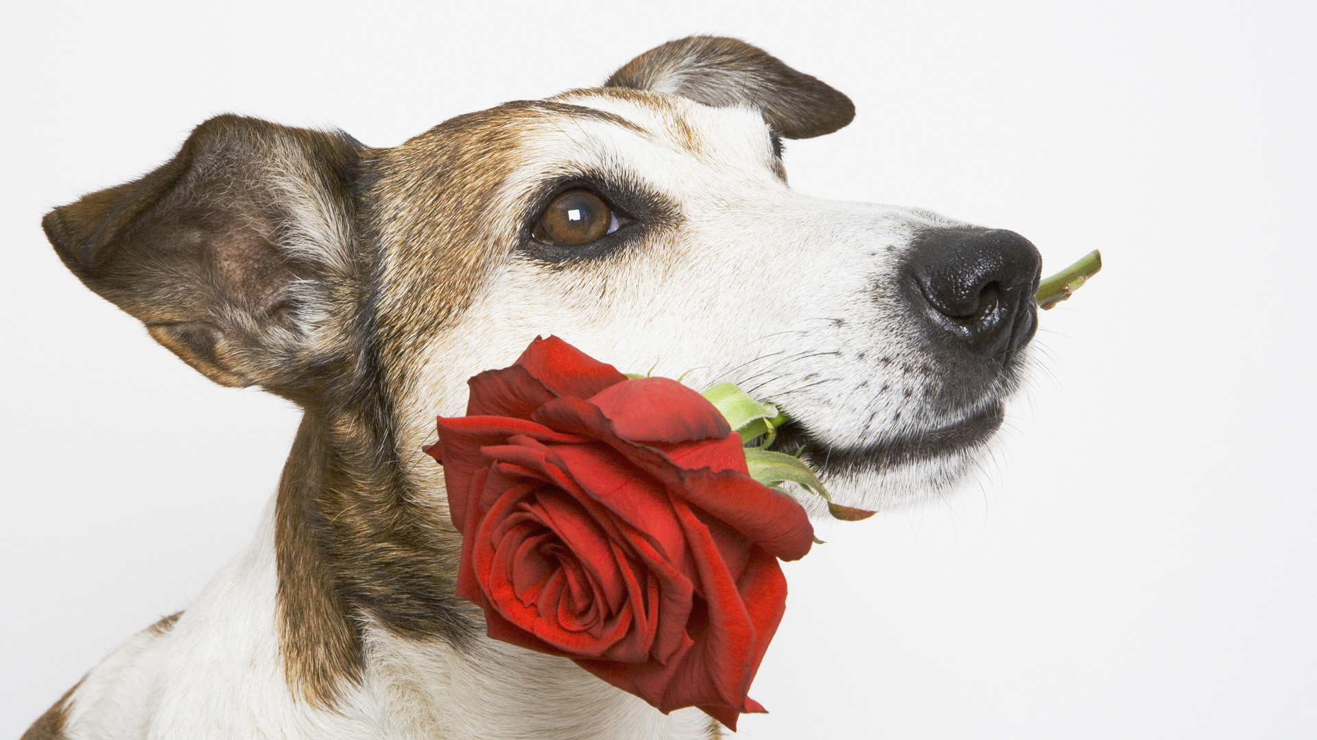 Download Red Rose Rose Flower Animal Dog HD Wallpaper