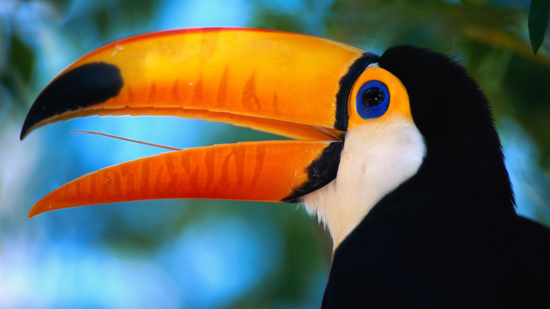 Download Beak Toucan Animal Toco Toucan HD Wallpaper