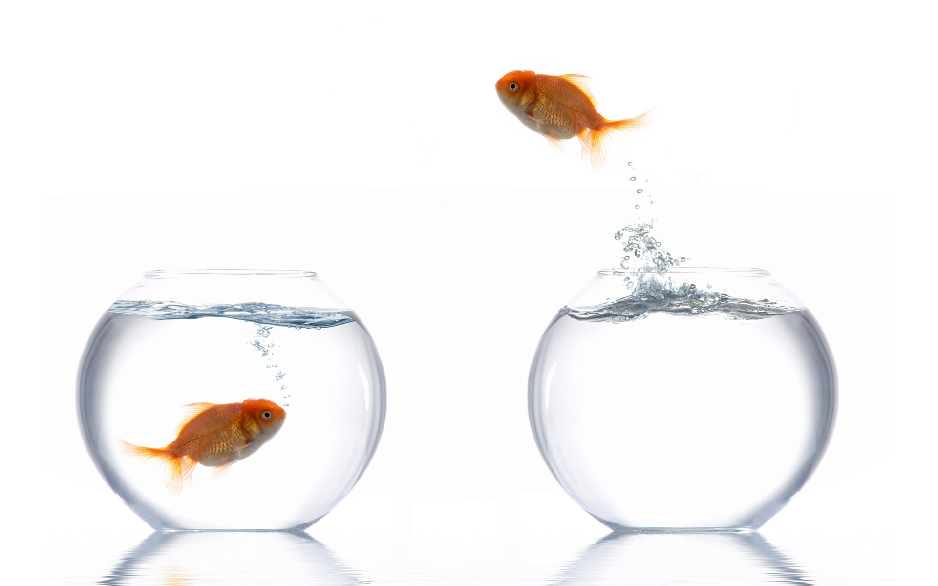 Fish Pot Images Hd Wallpaper - Infoupdate.org