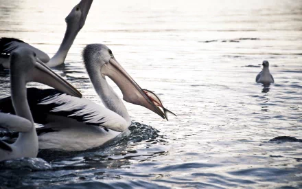 Pelican - Desktop Wallpapers, Phone Wallpaper, PFP, Gifs, and More!