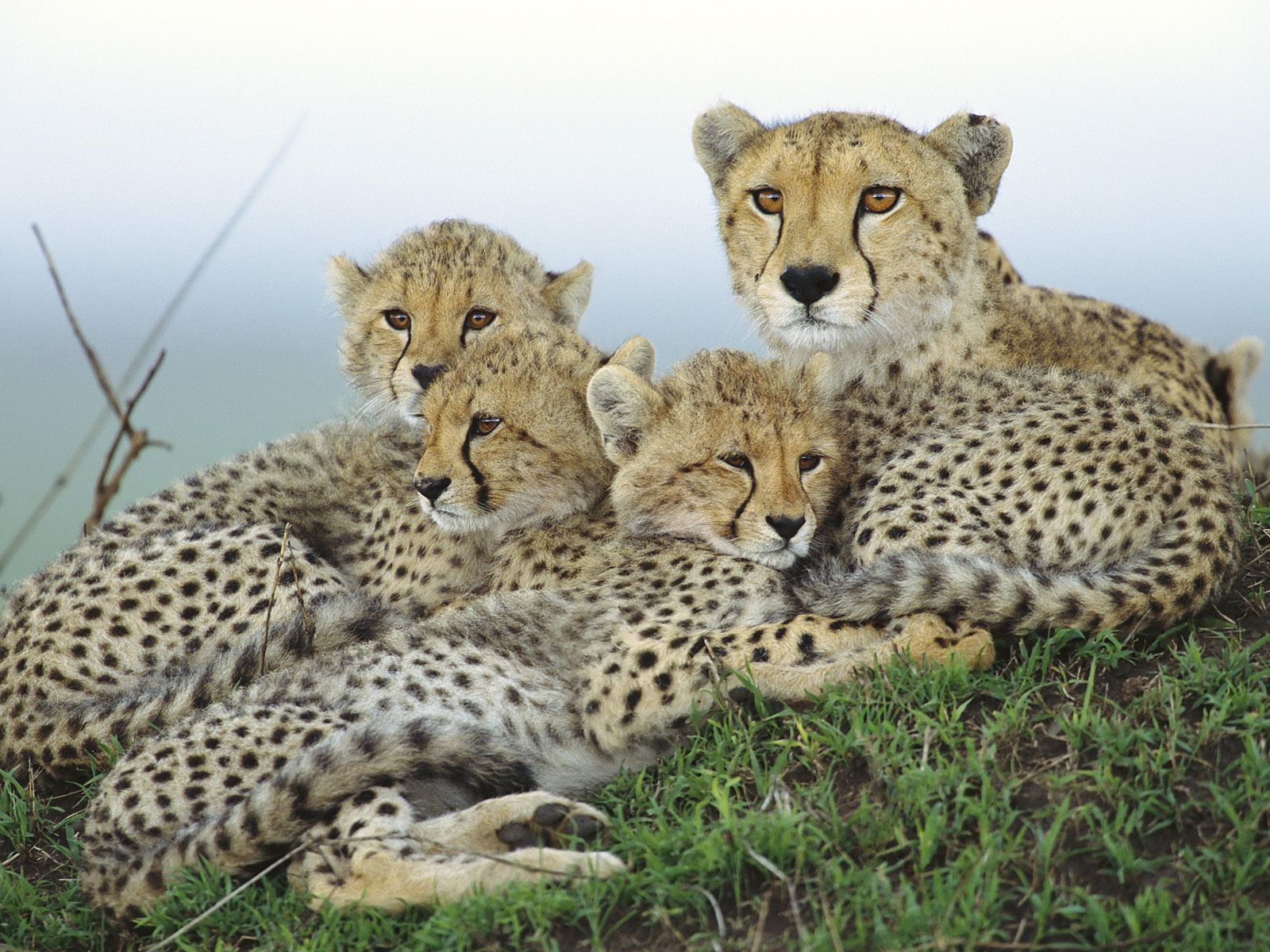 Cheetah Wallpaper and Background Image | 1600x1200