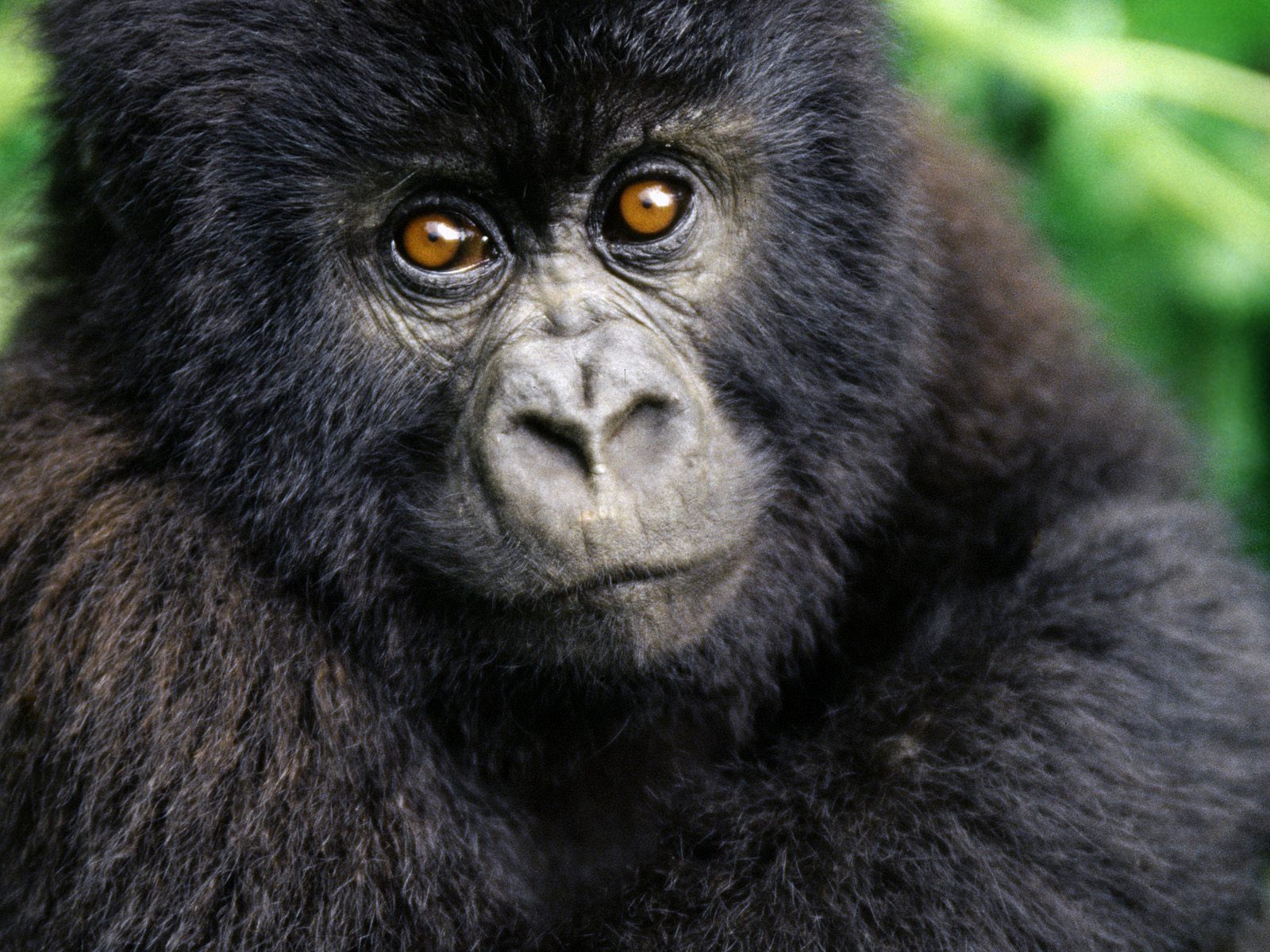Download Animal Gorilla Wallpaper