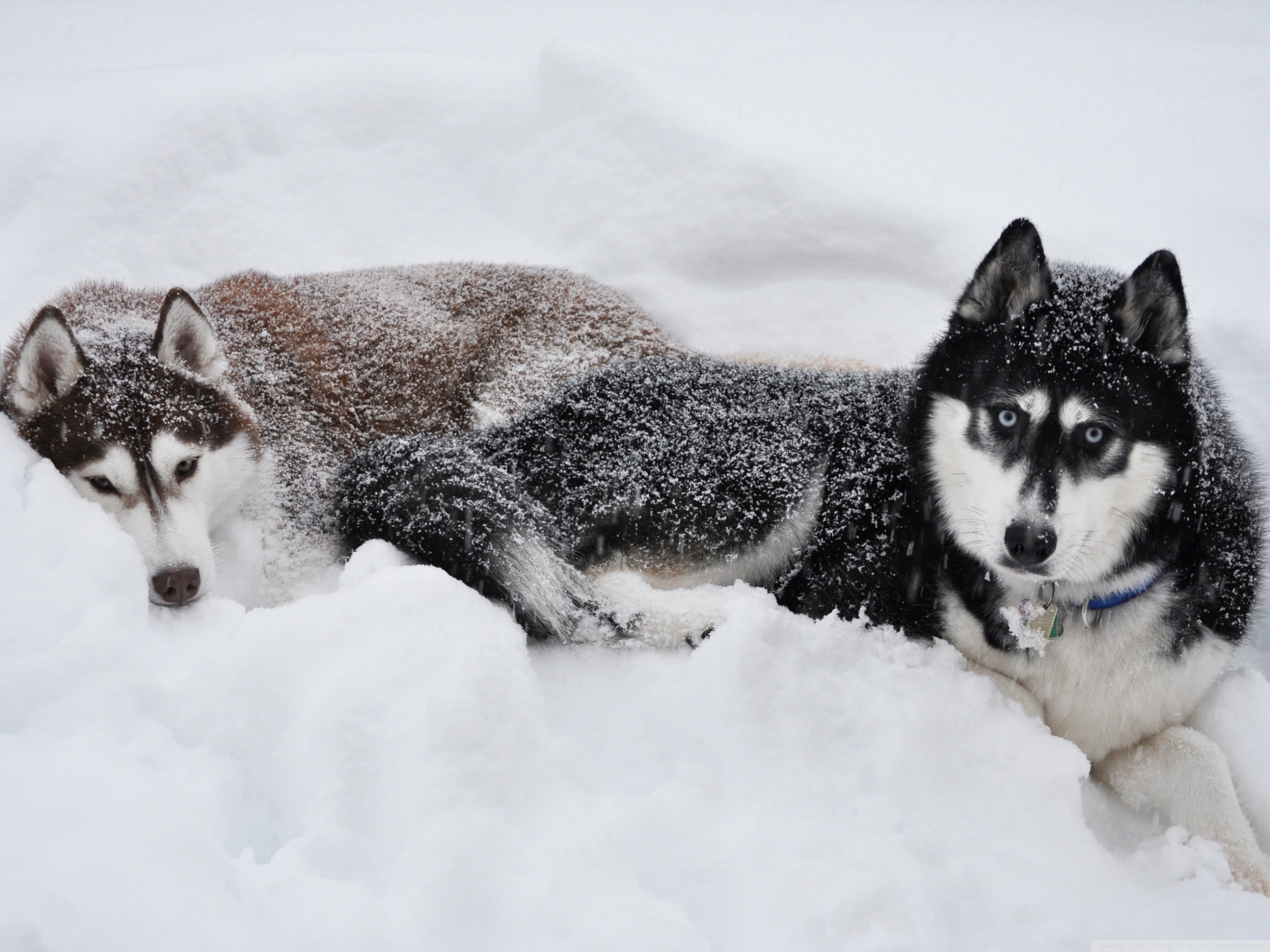 Download Animal Husky HD Wallpaper