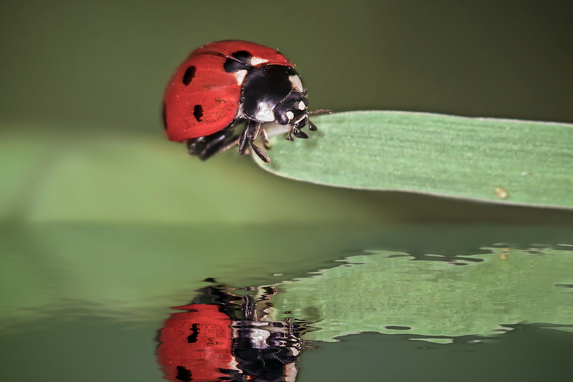 Download Animal Ladybug HD Wallpaper