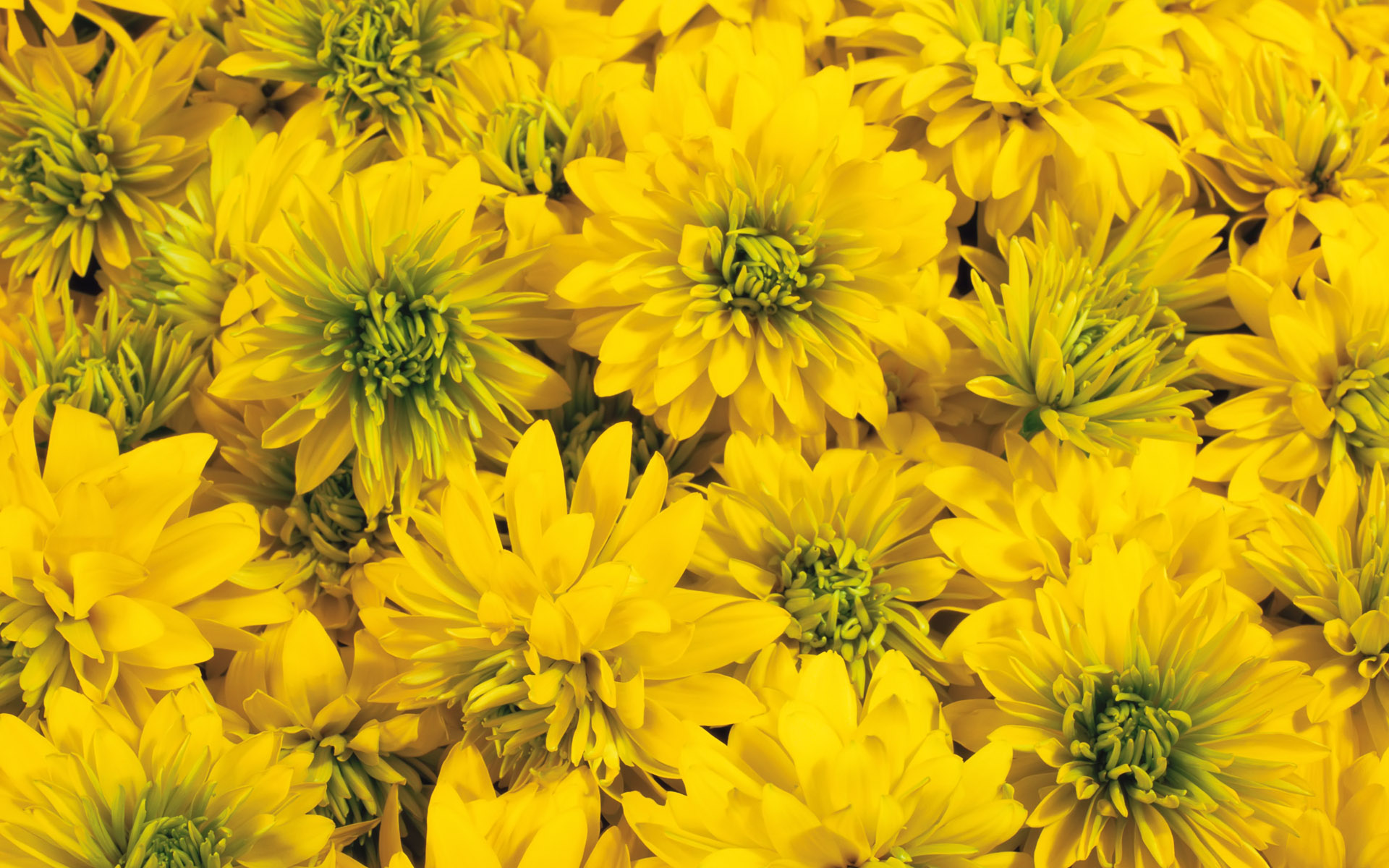 Download Nature Flower HD Wallpaper