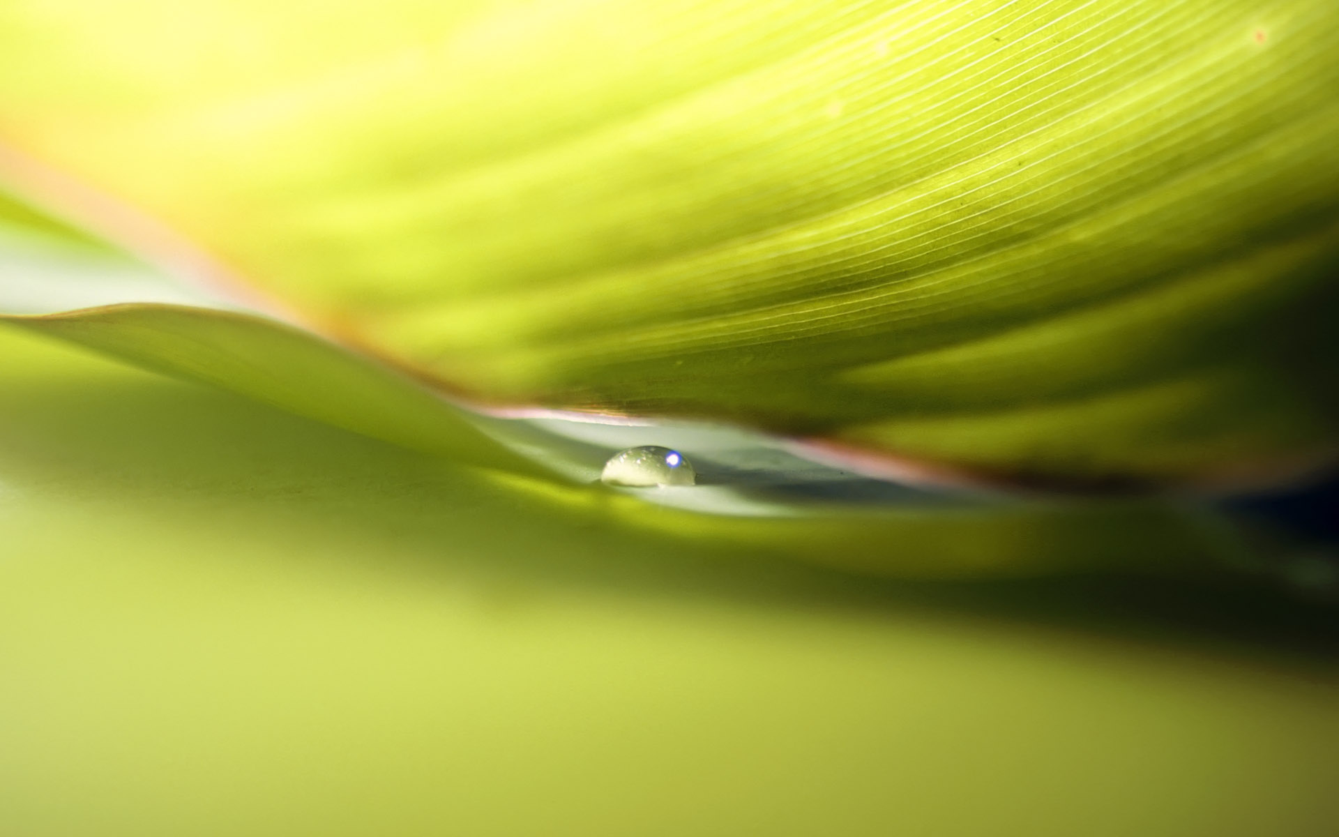 Download Nature Water Drop HD Wallpaper