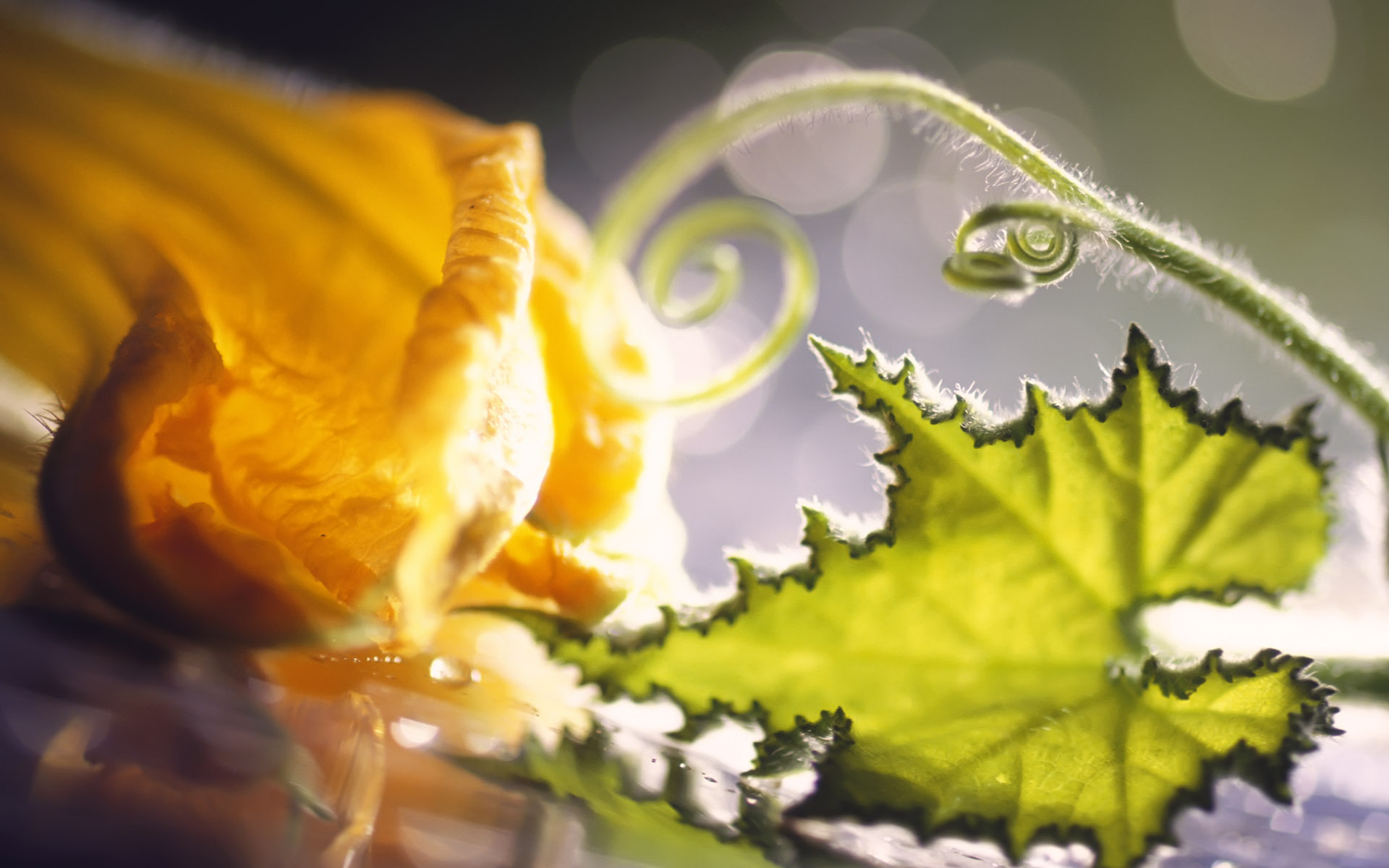 Nature Leaf HD Wallpaper