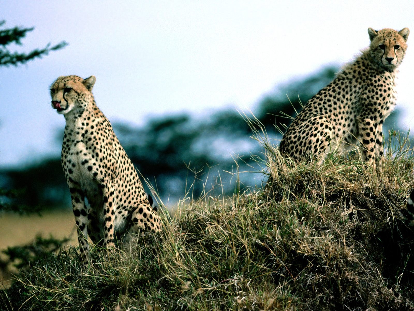 Download Animal Cheetah Wallpaper