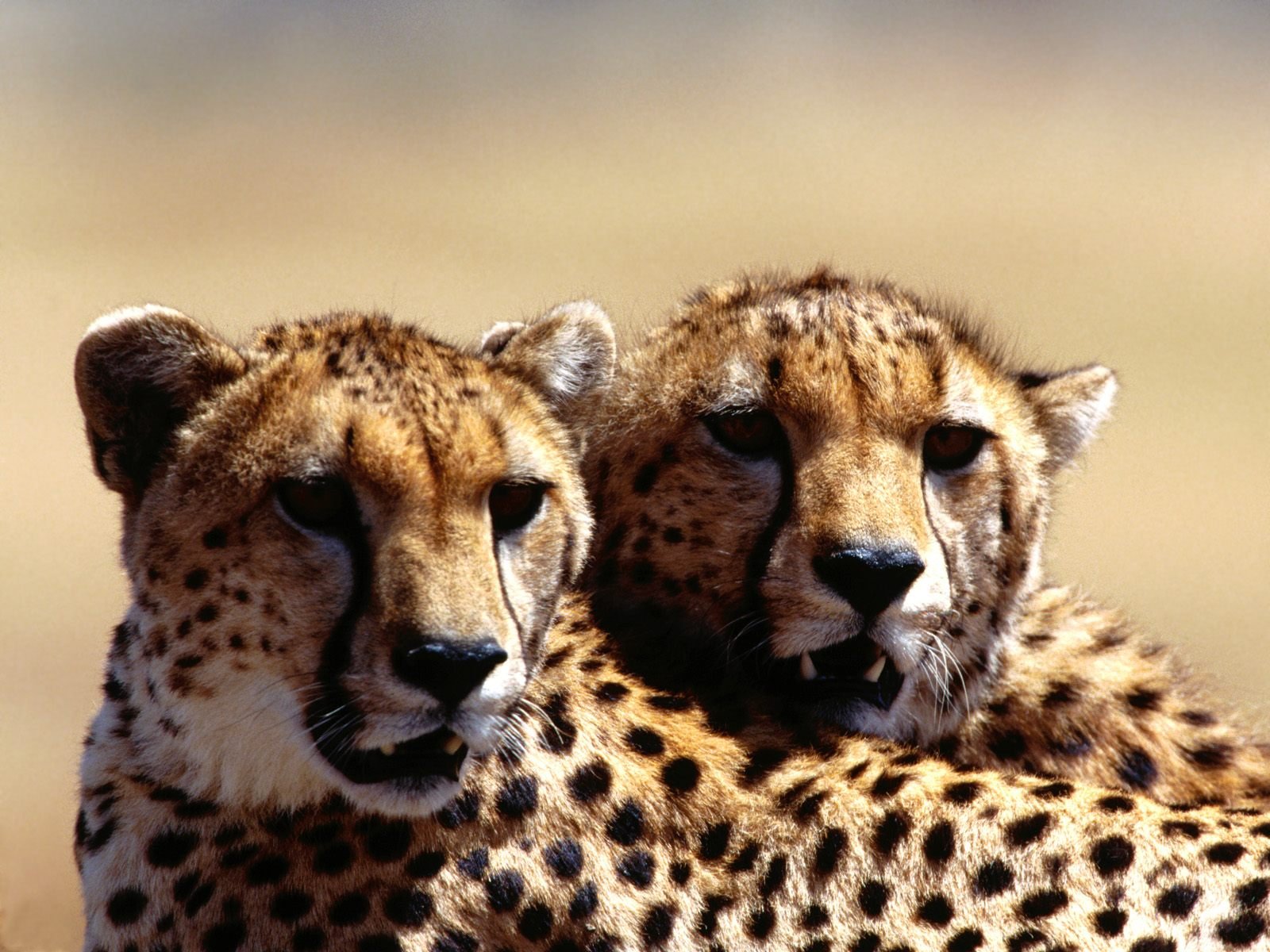 Download Animal Cheetah Wallpaper