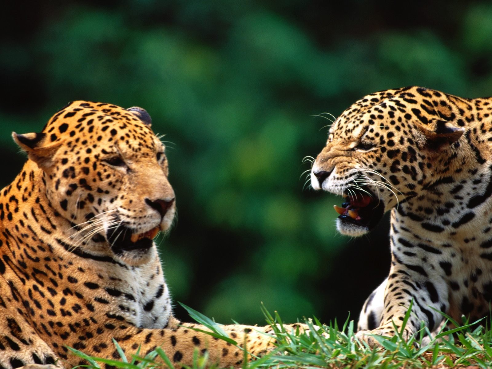Download Animal Leopard Wallpaper