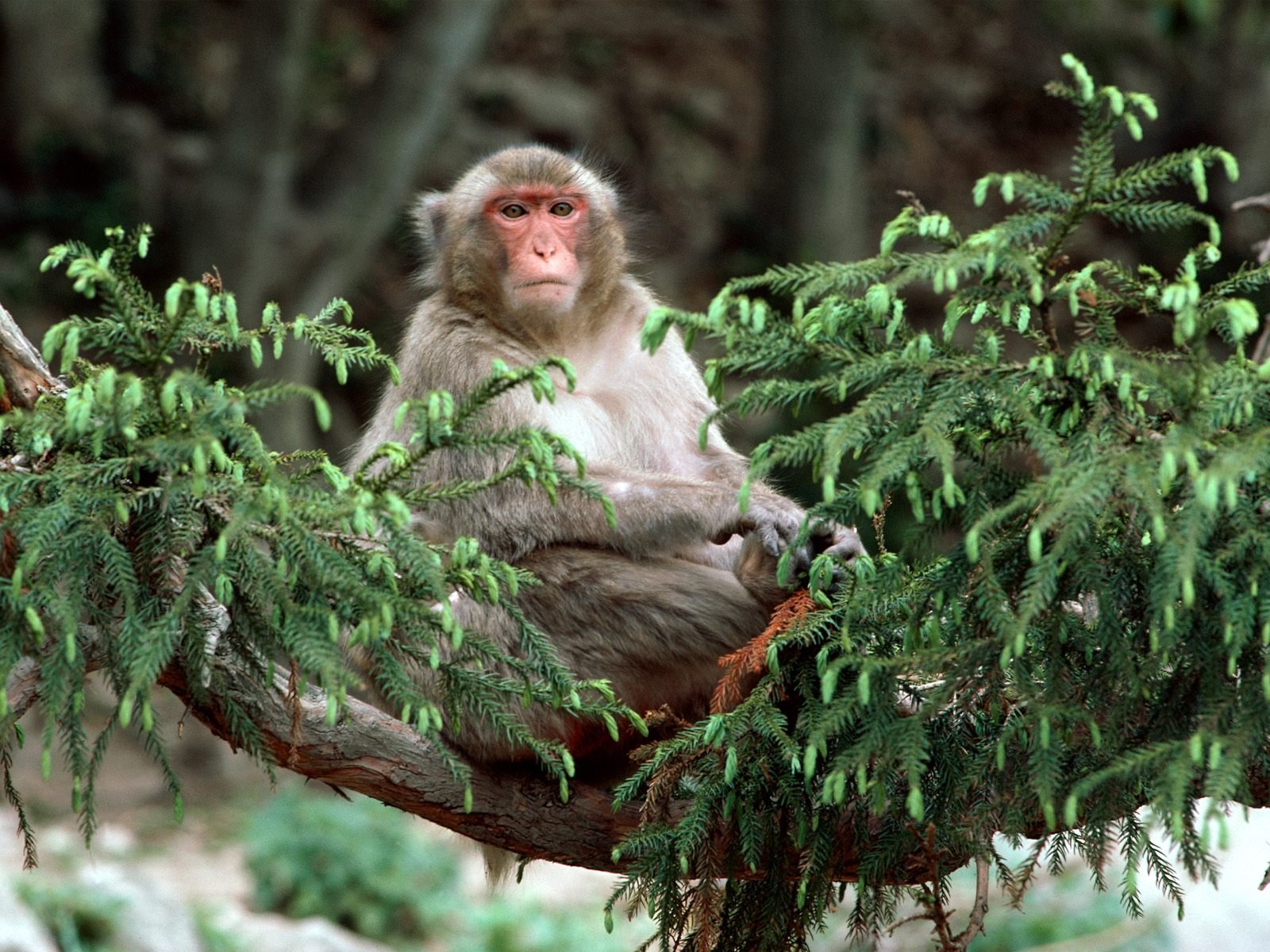 Download Animal Monkey Wallpaper | 1600x1200 | Wallpaper Abyss
