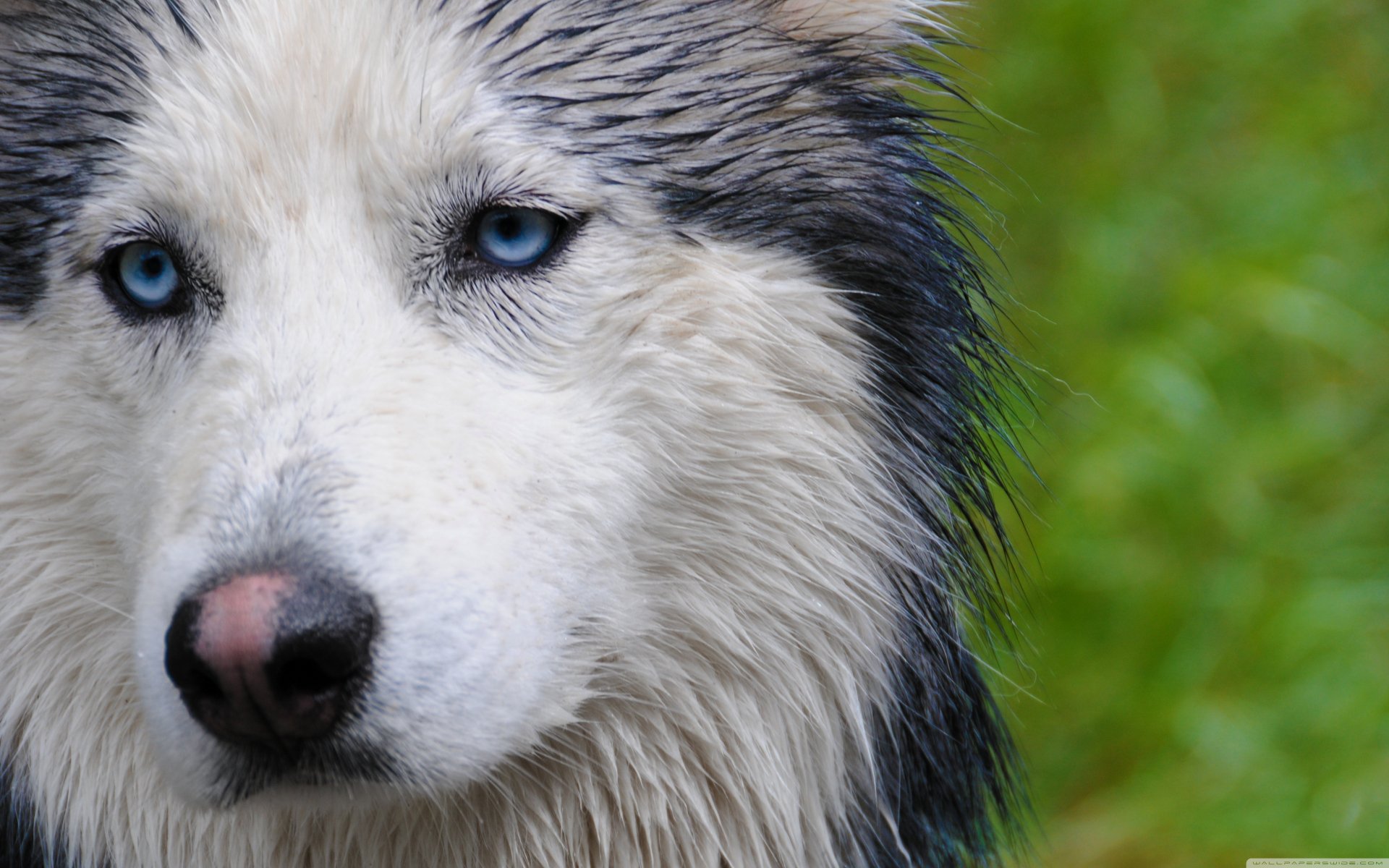 Download Animal Husky 4k Ultra HD Wallpaper