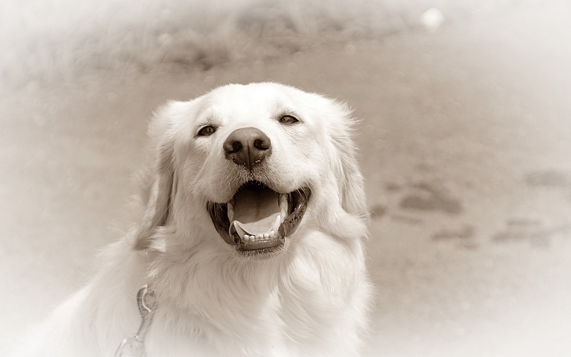 Fond Ecran Chien