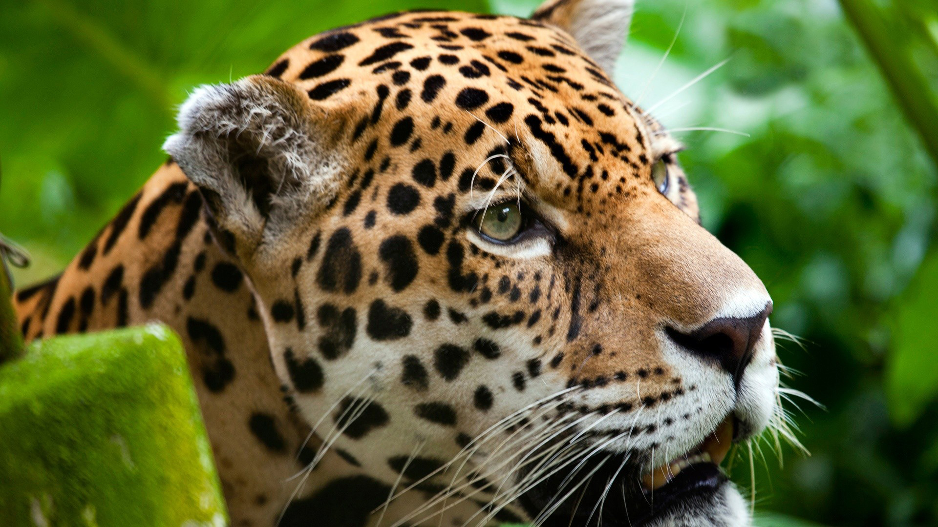 Download Animal Leopard HD Wallpaper