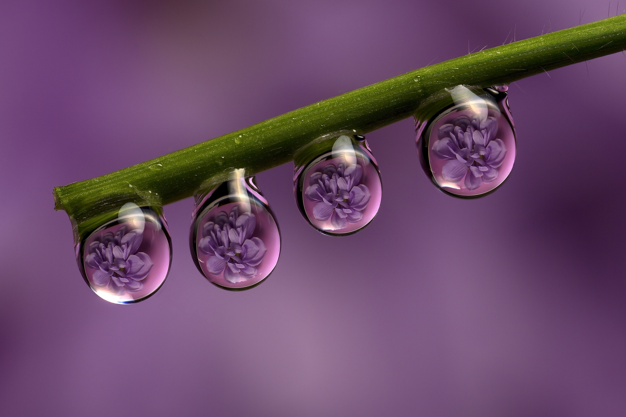 Download Nature Water Drop HD Wallpaper