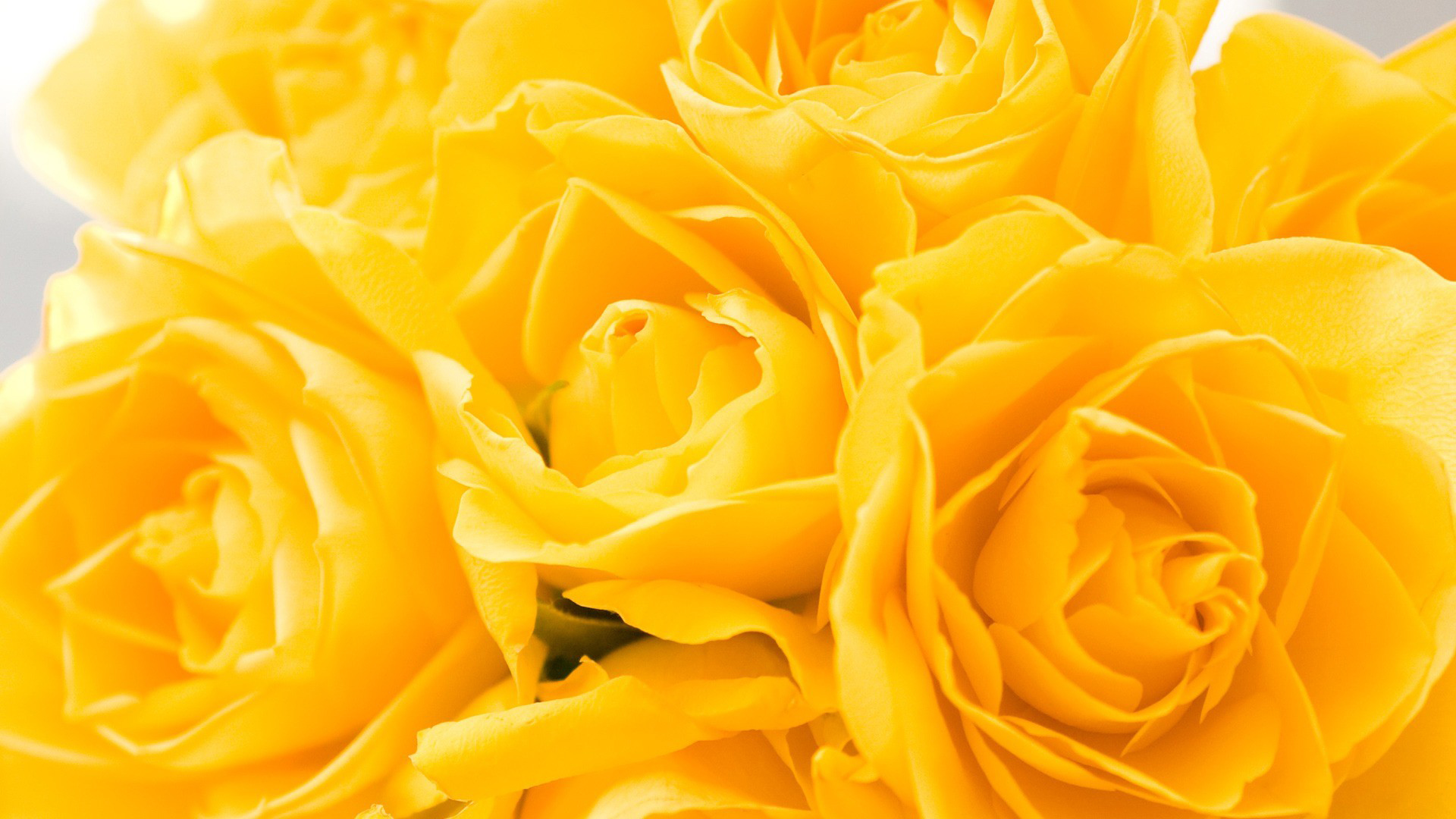 Radiant Yellow Roses: Stunning Nature HD Wallpaper