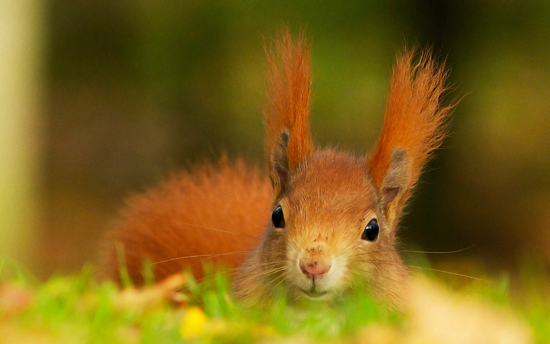 Download Animal Squirrel HD Wallpaper | 1920x1200 | Wallpaper Abyss