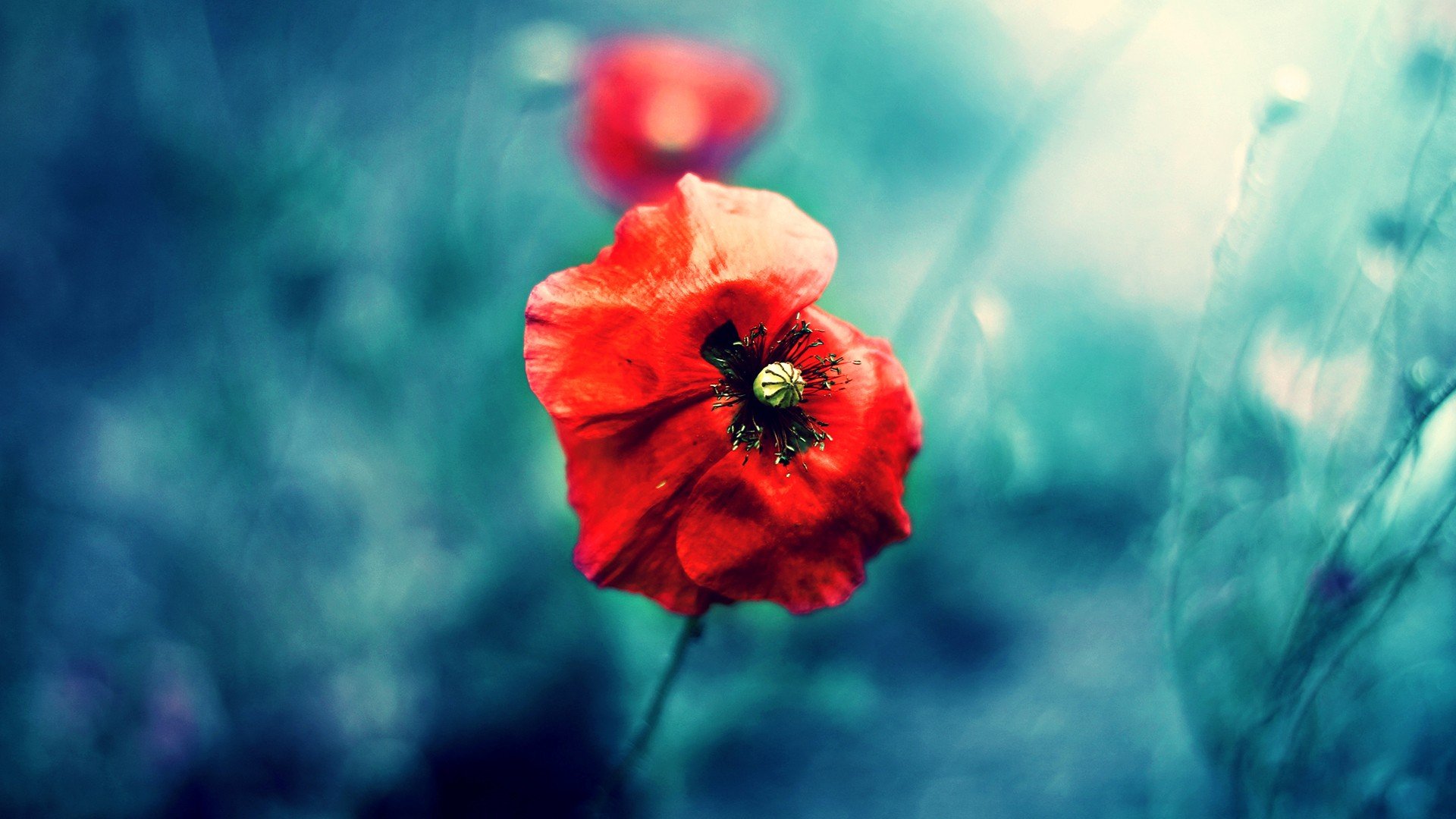 Radiant Red Poppy: Stunning HD Nature Wallpaper