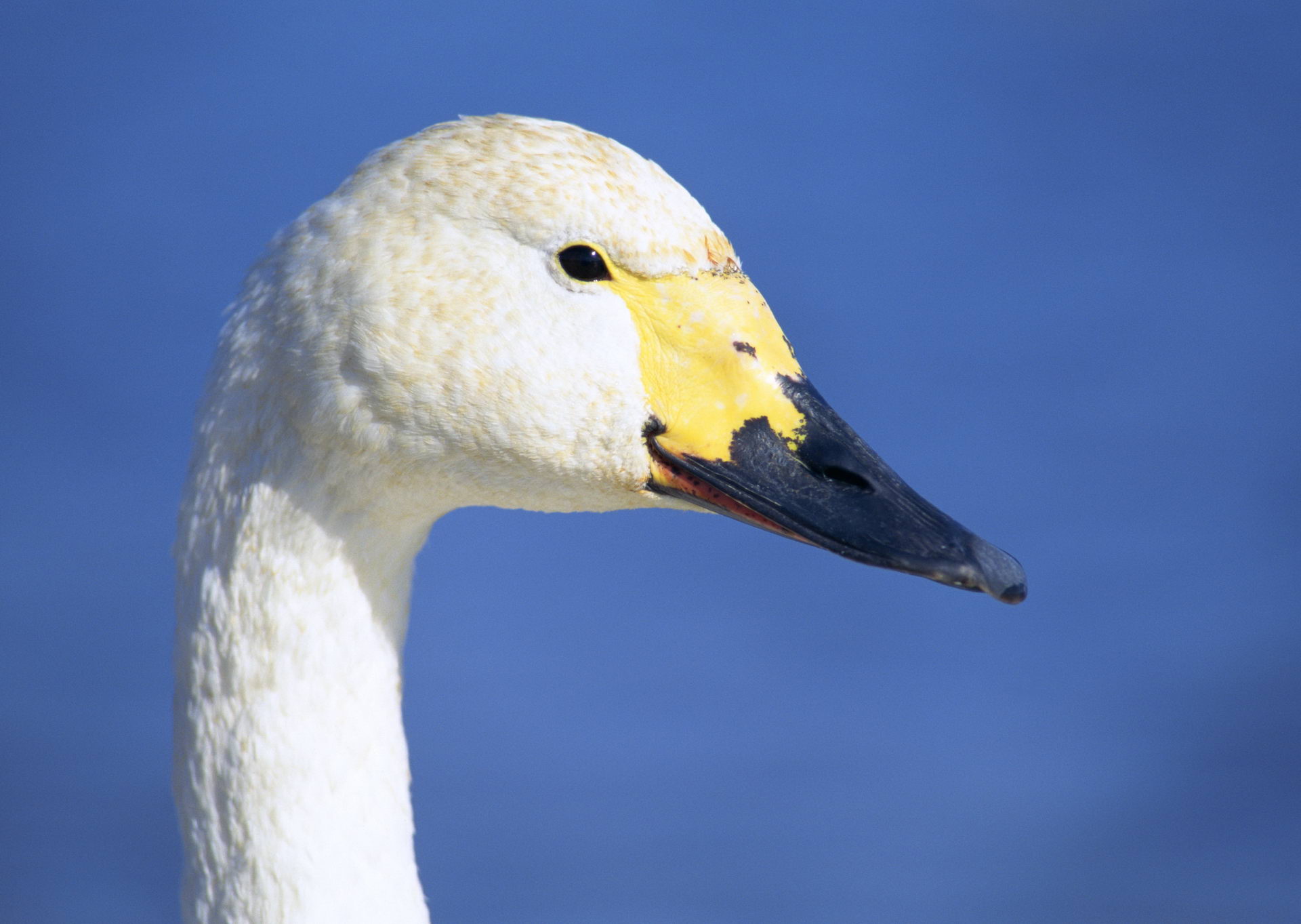 Animal Tundra swan HD Wallpaper