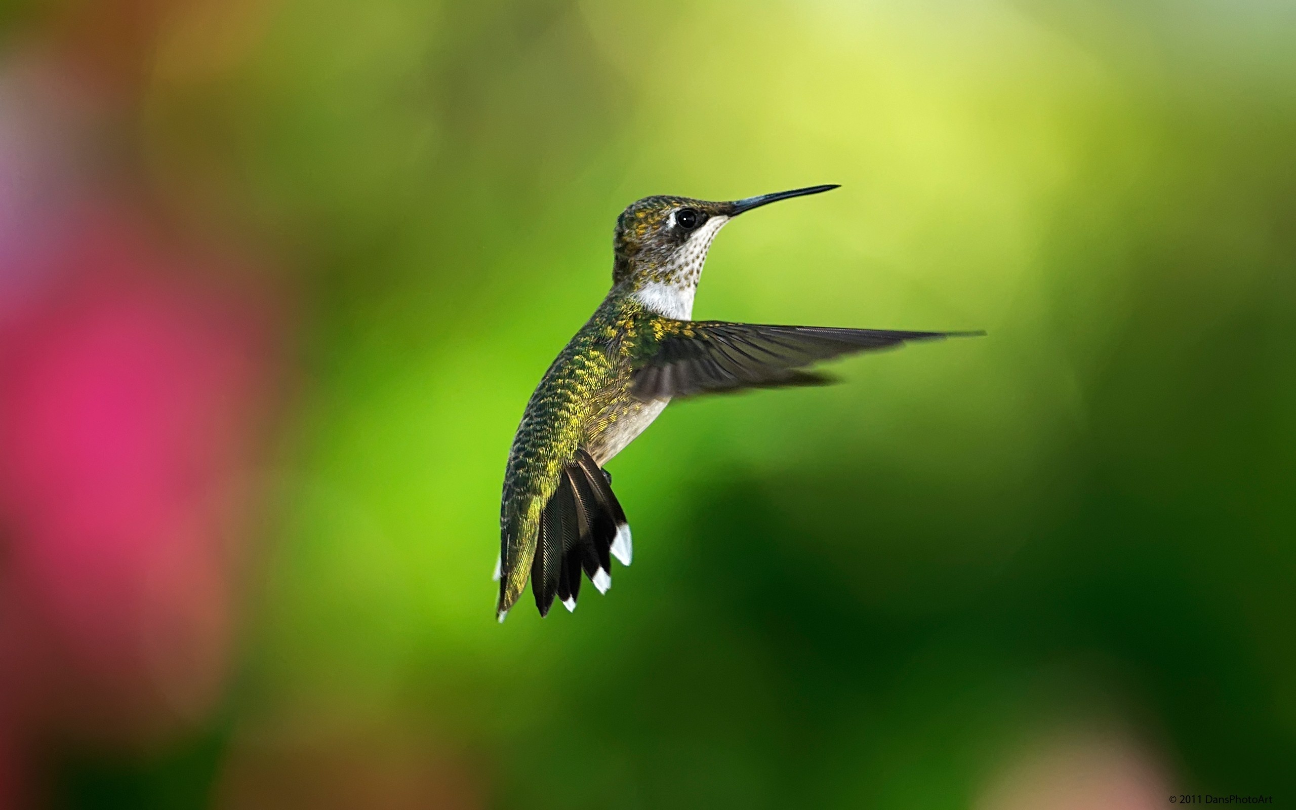 Download Animal Hummingbird HD Wallpaper
