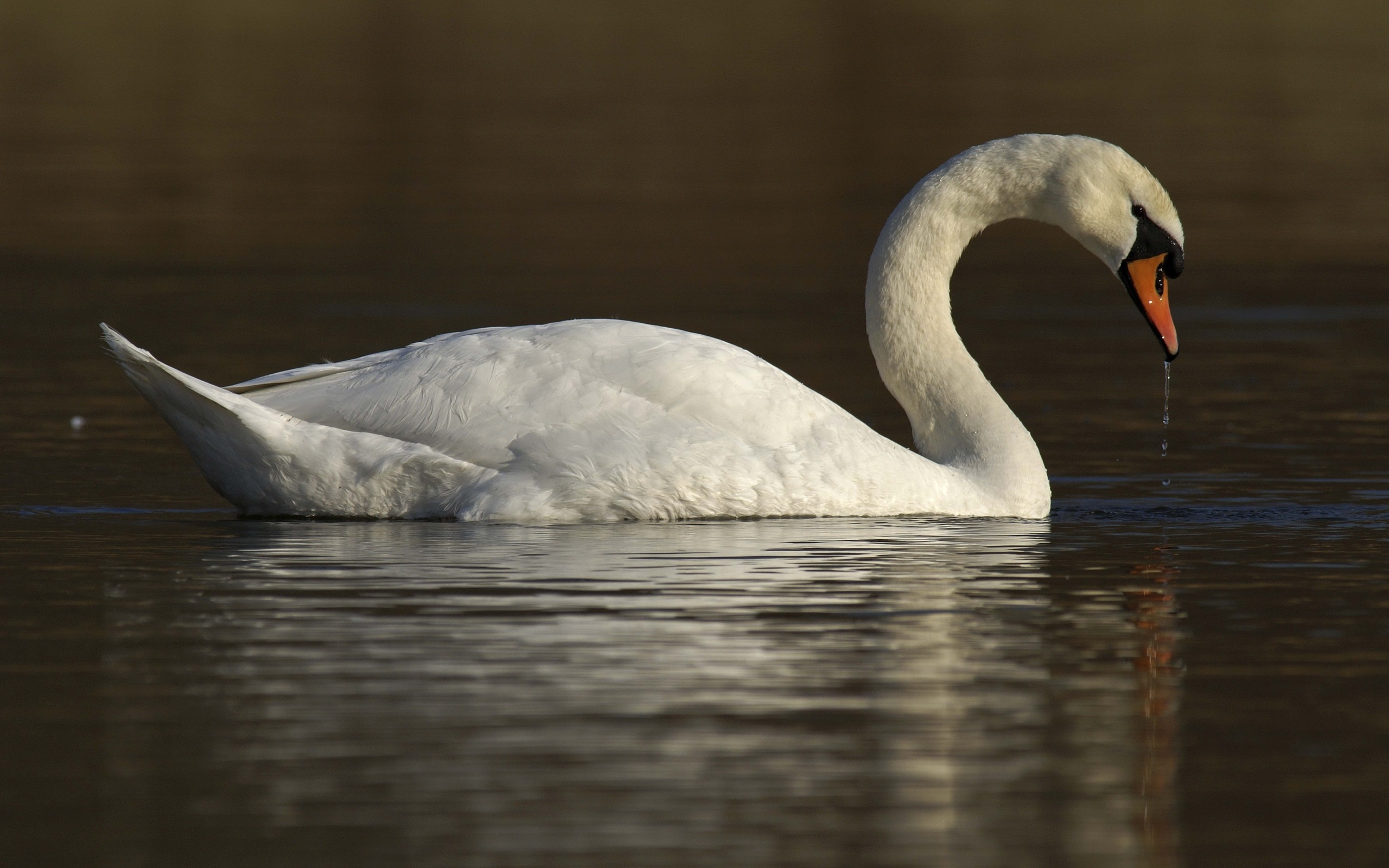 Download Animal Mute Swan HD Wallpaper