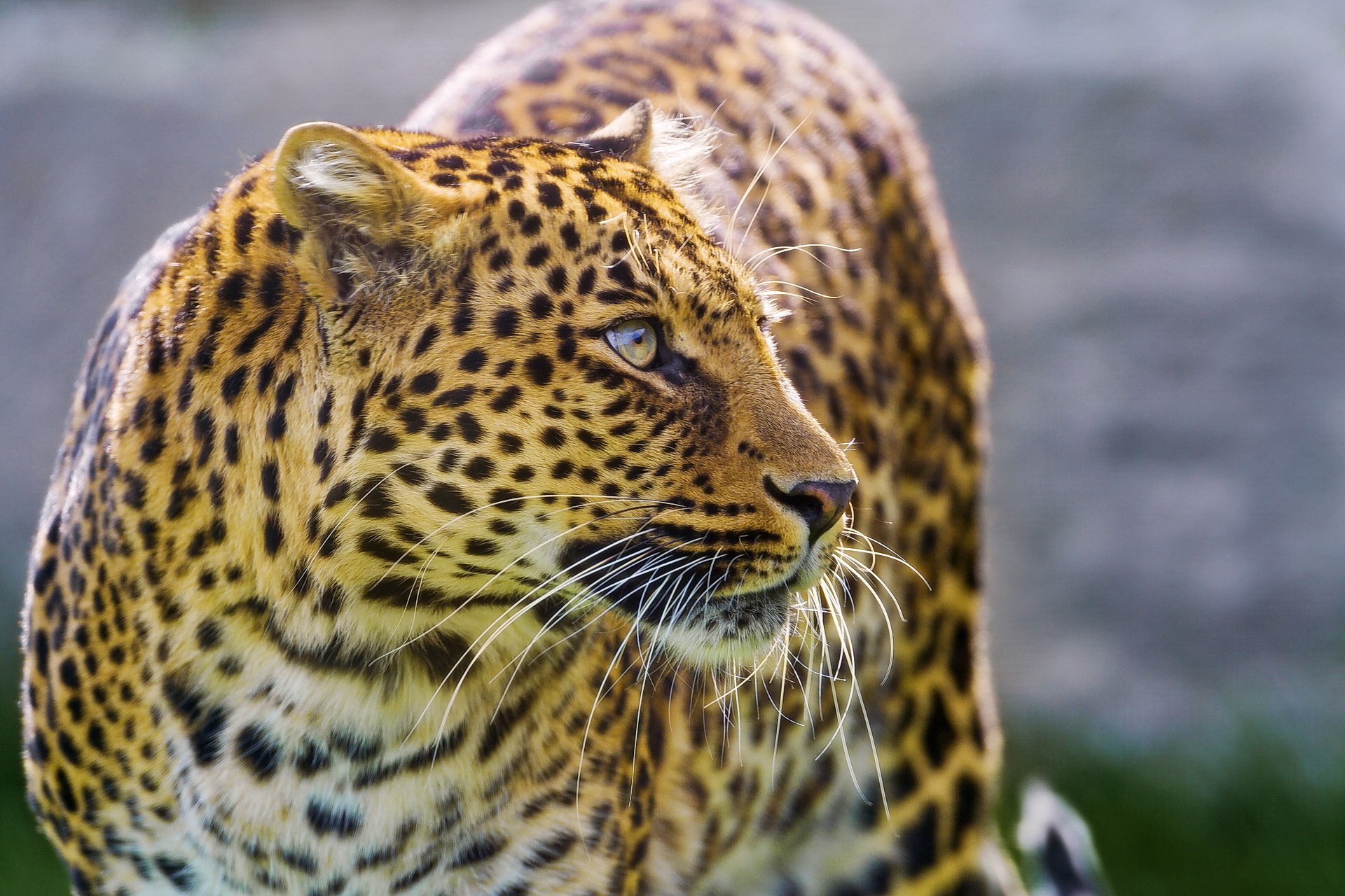 Leopard Gaze — HD Wildlife Wallpaper | 1920x1280 | Wallpaper Abyss