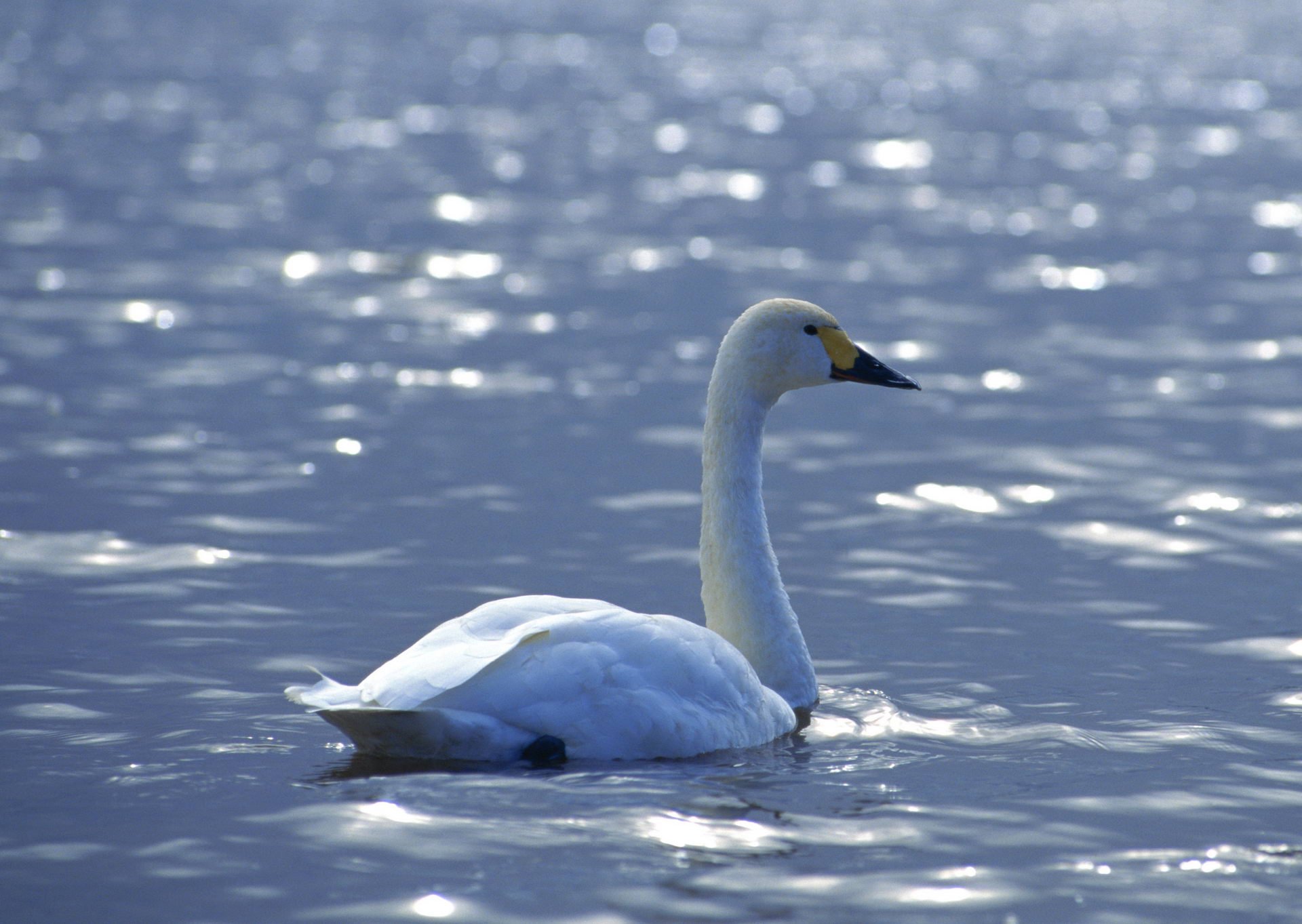 Download Animal Tundra Swan HD Wallpaper
