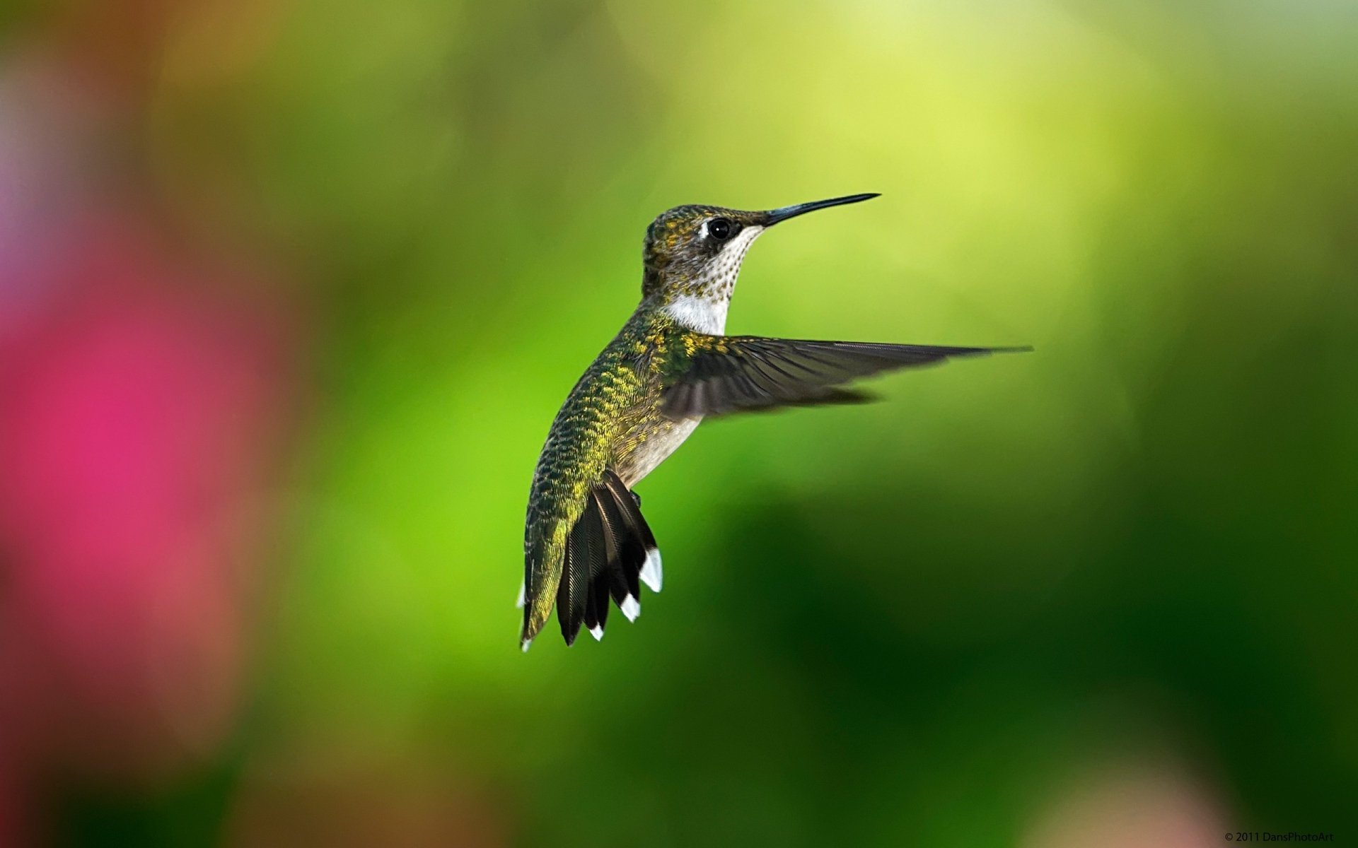 Download Animal Hummingbird HD Wallpaper