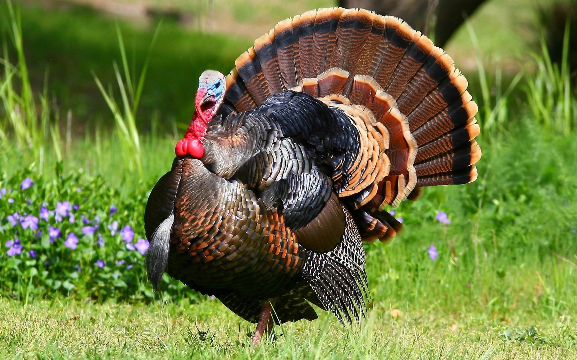 Download Animal Turkey (bird) HD Wallpaper
