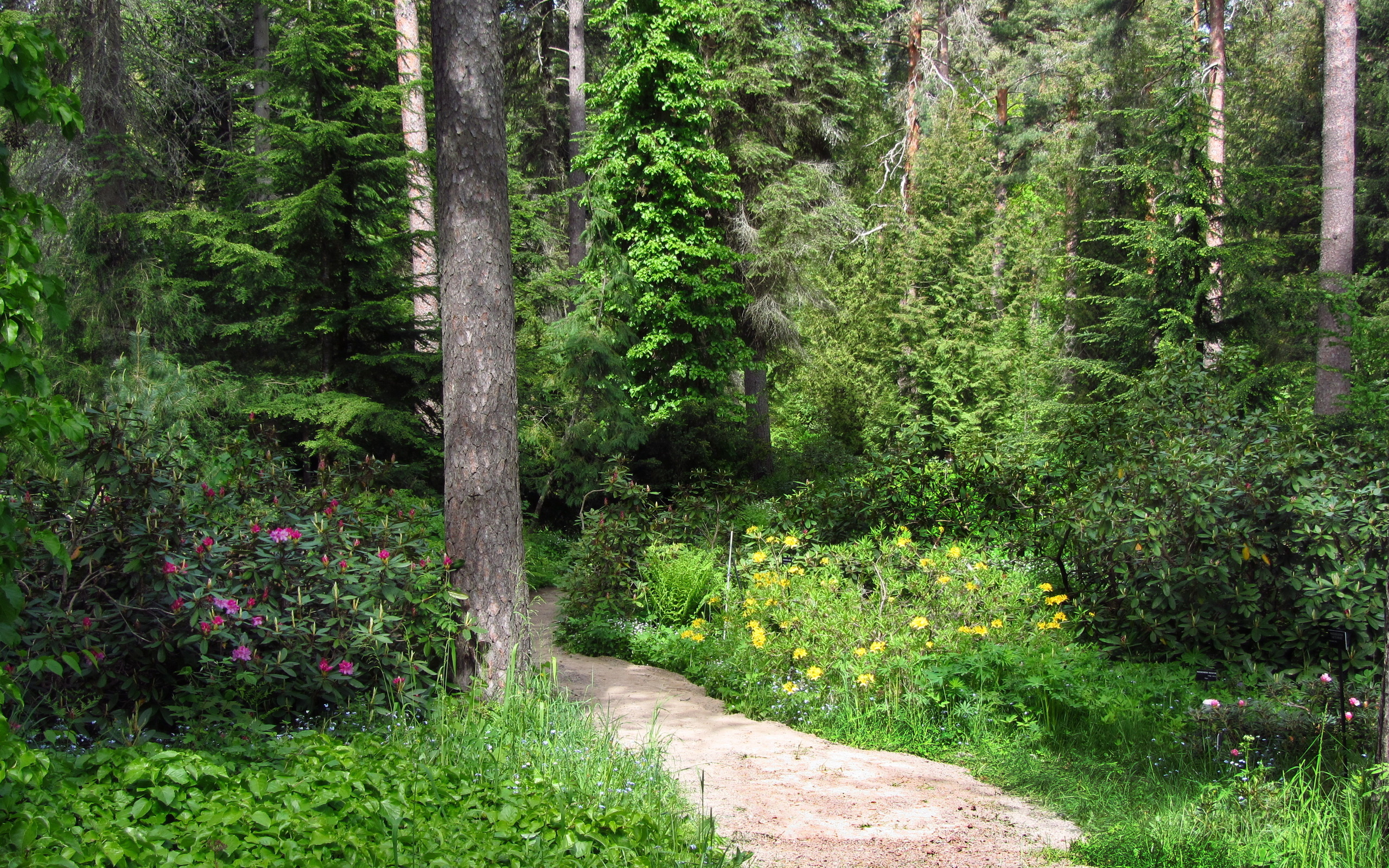 Download Nature Path HD Wallpaper