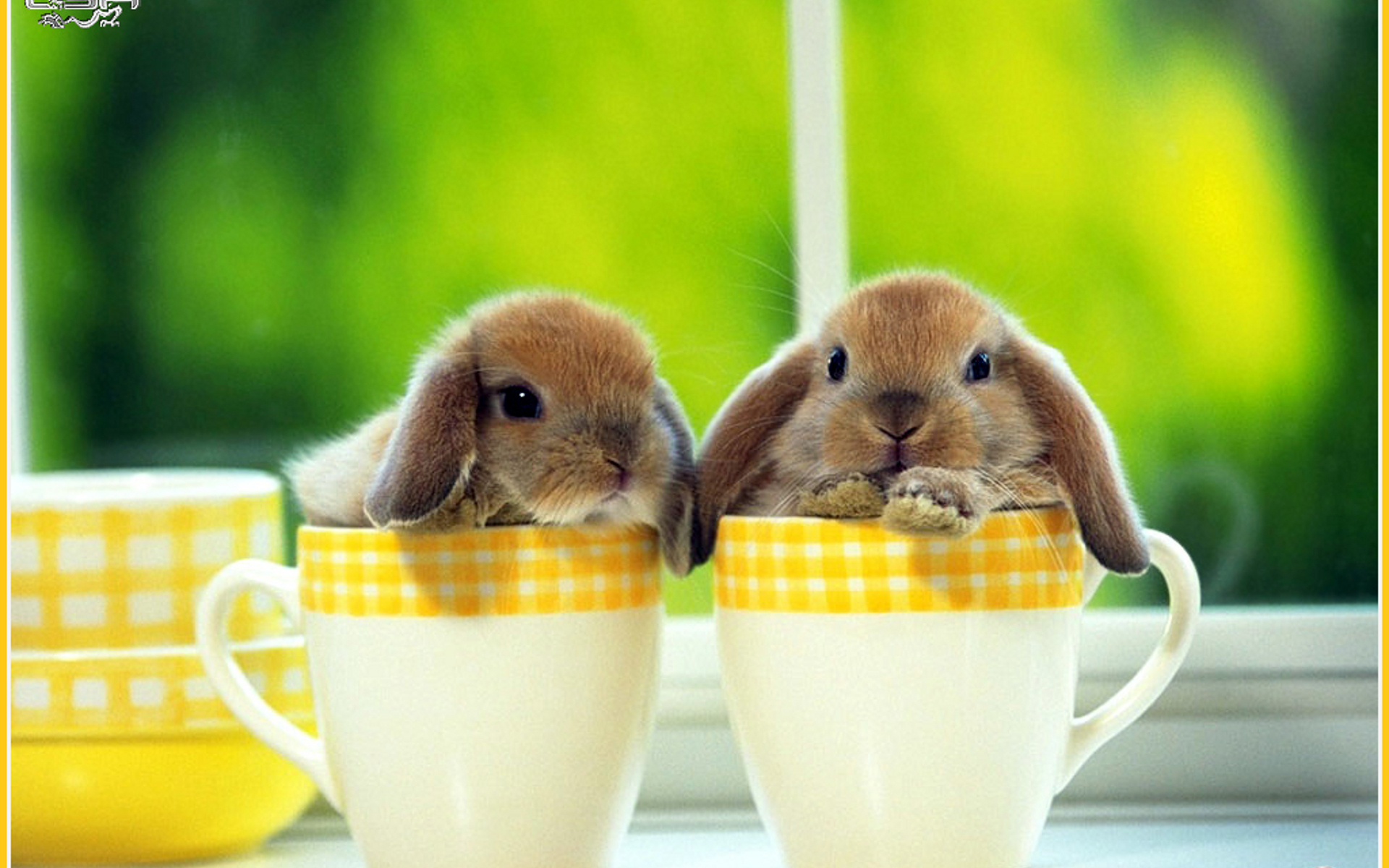 Adorable Bunny Duo HD Wallpaper: Cuteness in Every Sip
