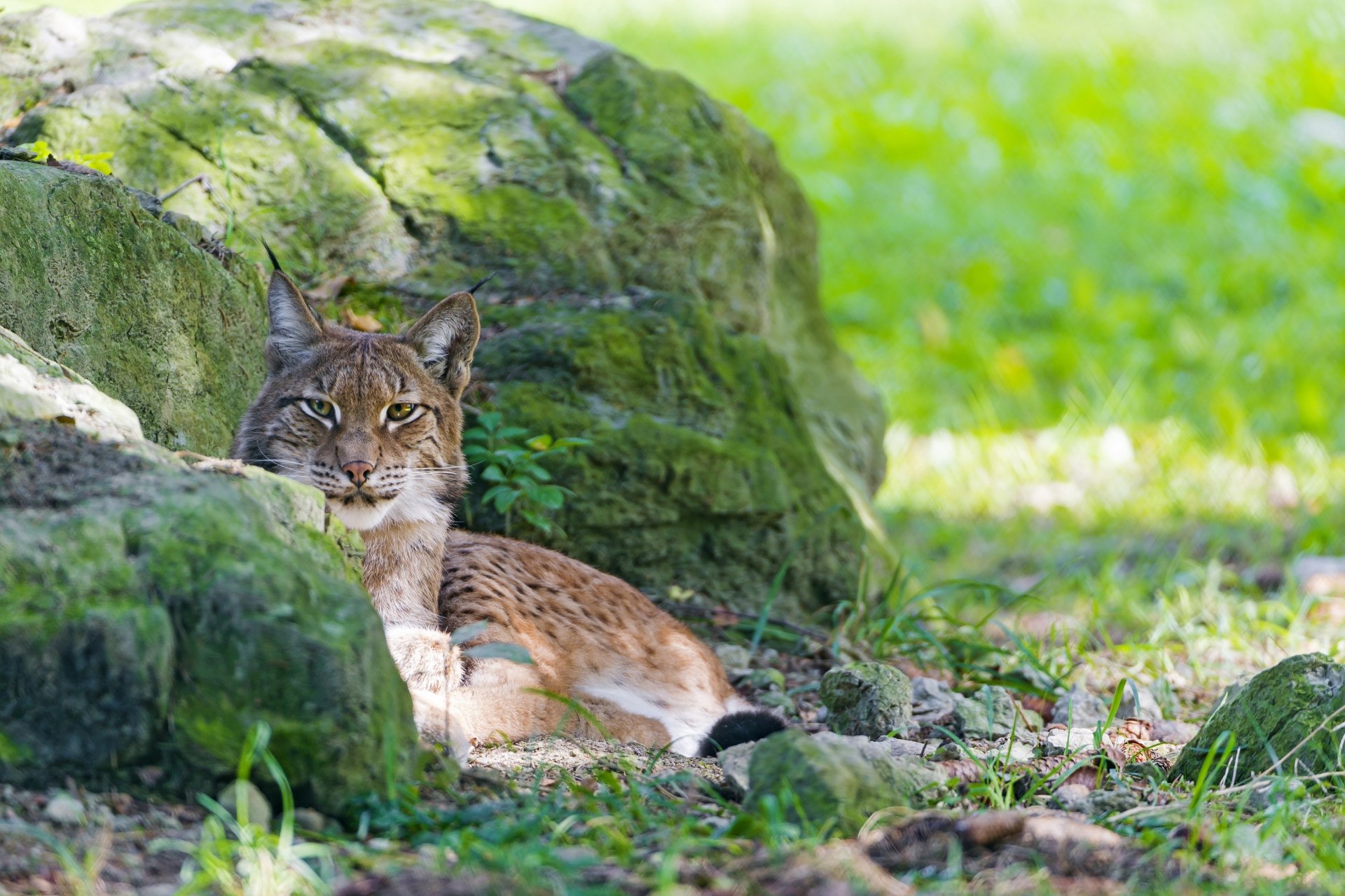Majestic Lynx in Natural HD Habitat Wallpaper