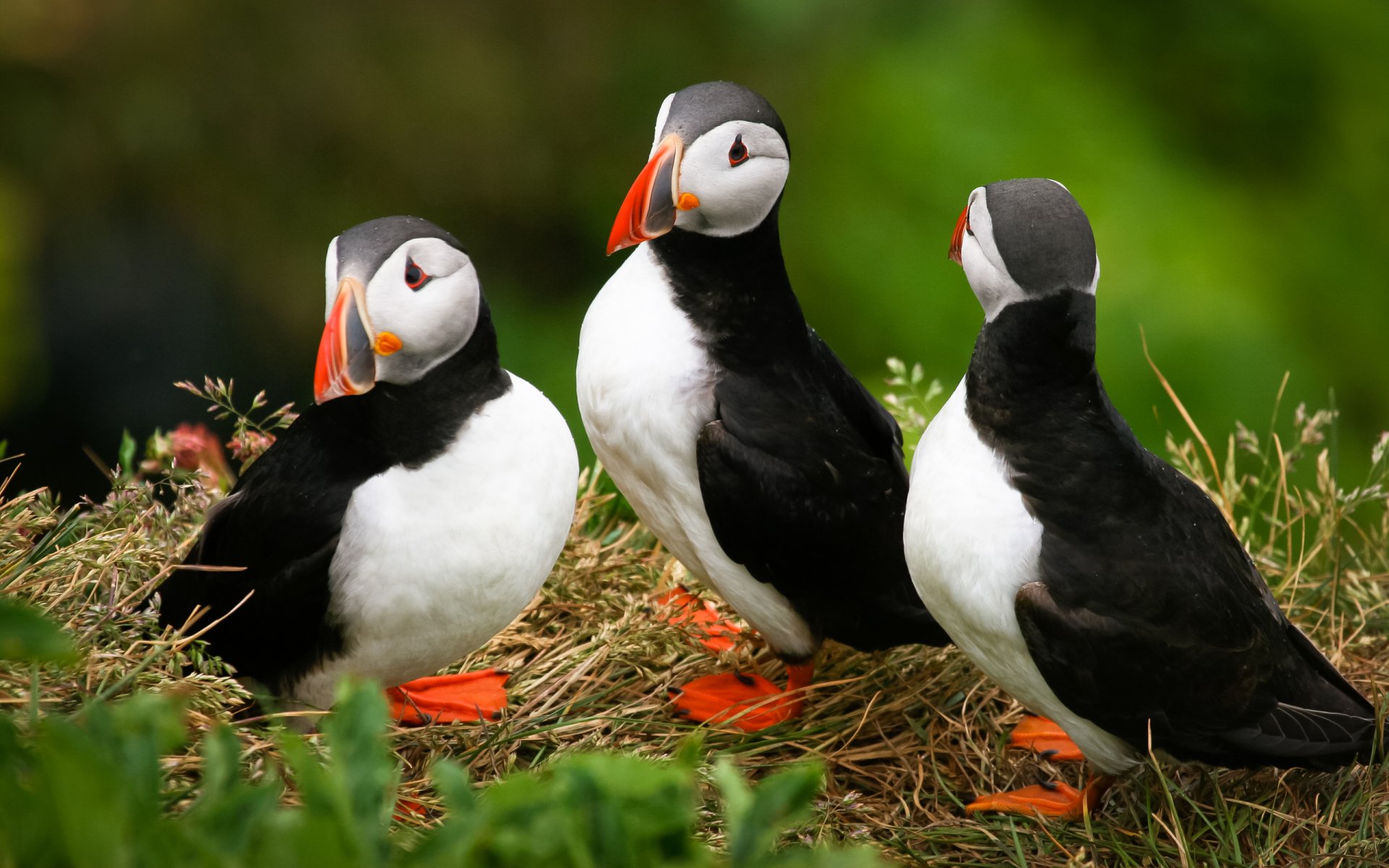Atlantic Puffin Trio HD Wallpaper Vibrant Puffin Birds In Natural